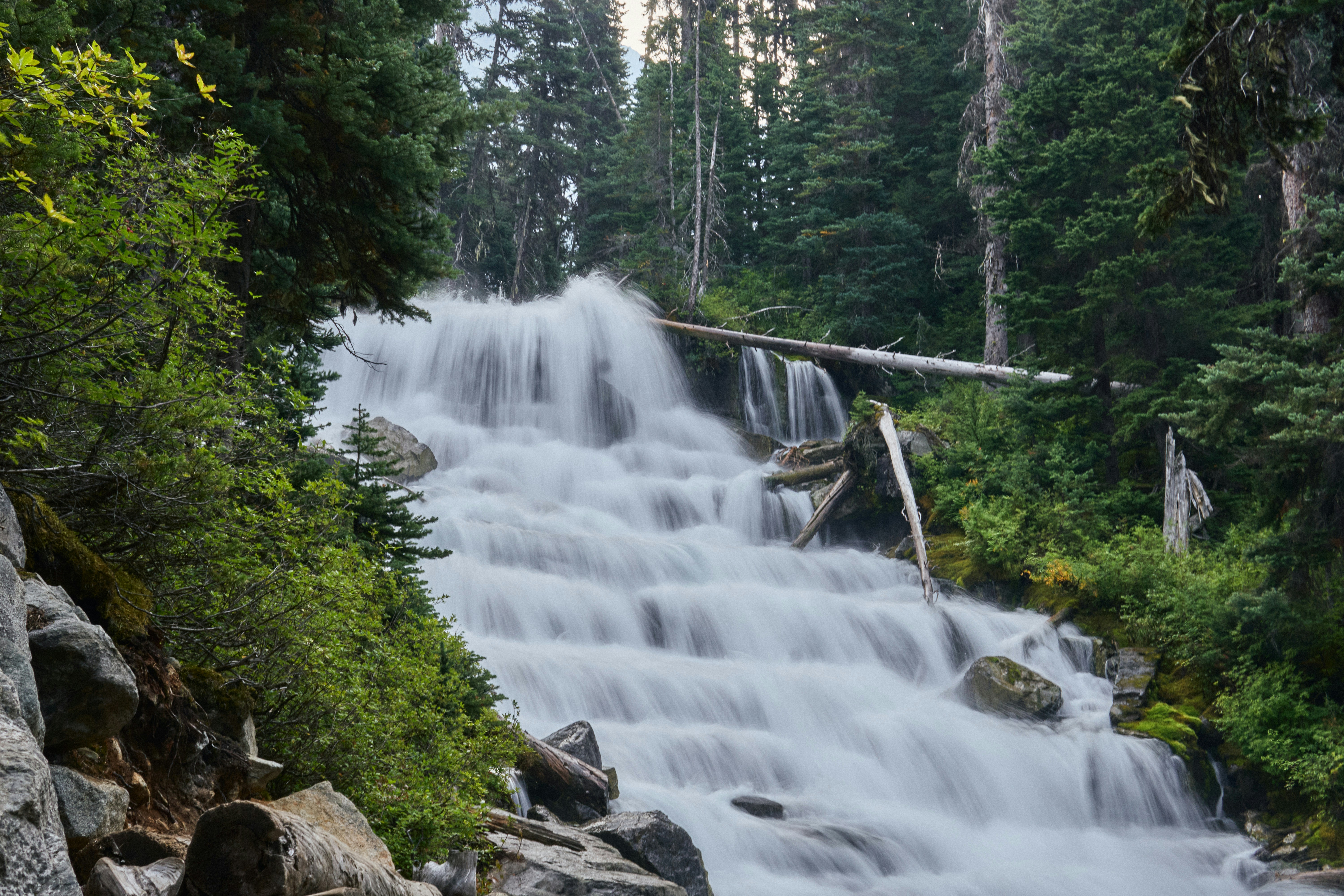 Cascade of Light: A Forest Waterfall in Gentle Motion