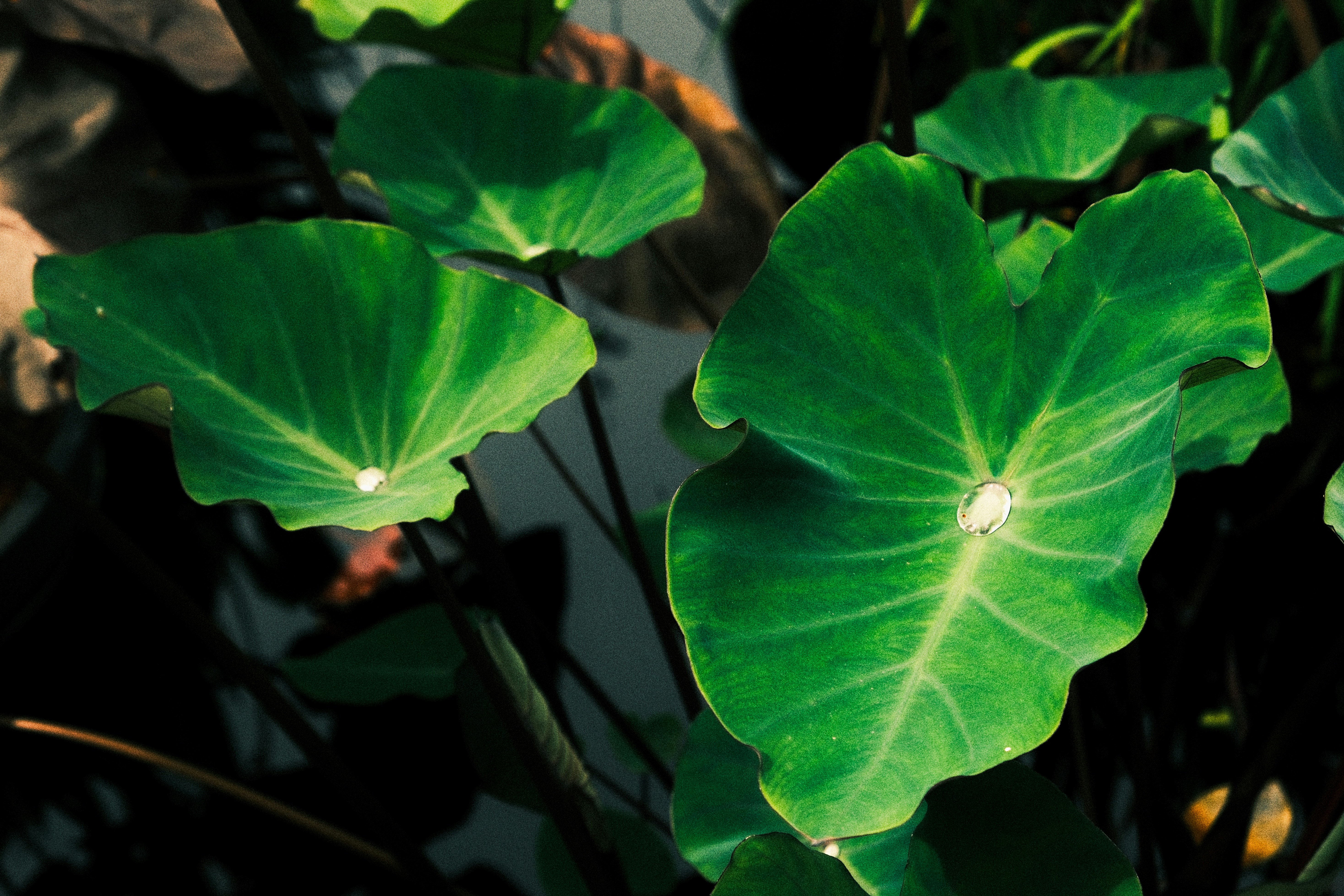 Emerald Veil: Sunlit Lotus Leaves in Deep Shadow