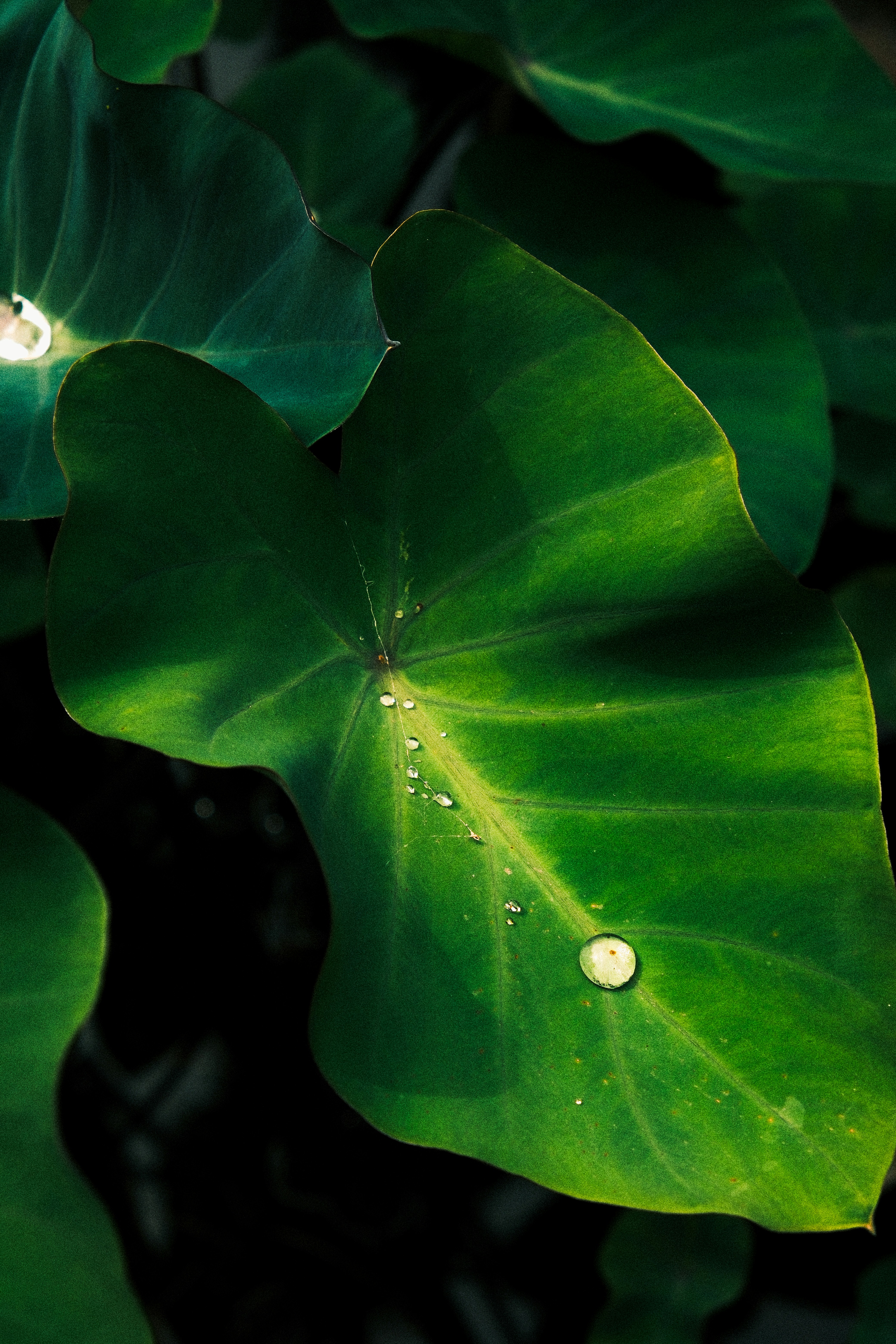 Verdant Veil: A Close-Up of Leaf Texture and Dew