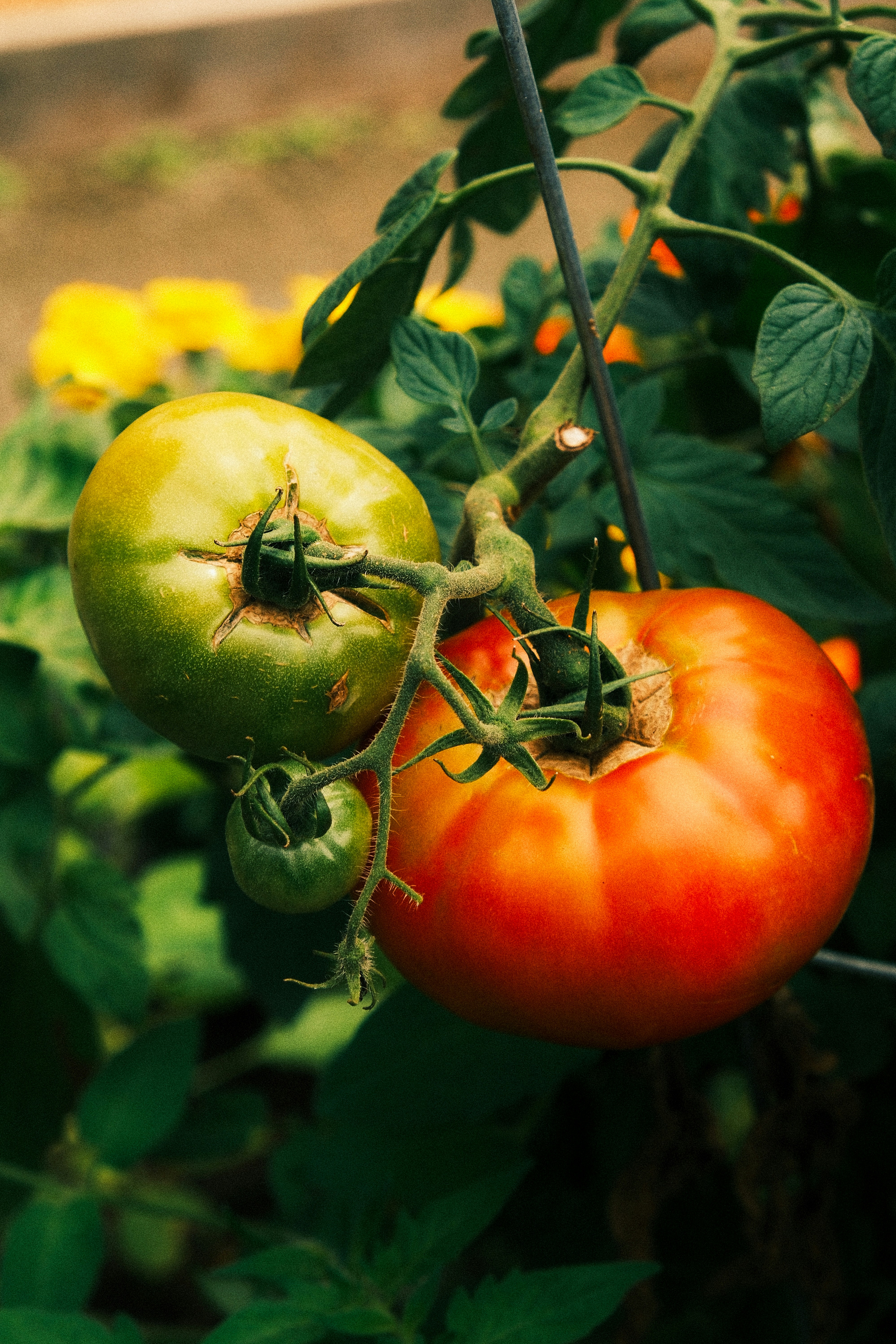 Tomatoes in Focus: A Closer Look at Ripening on the Vine