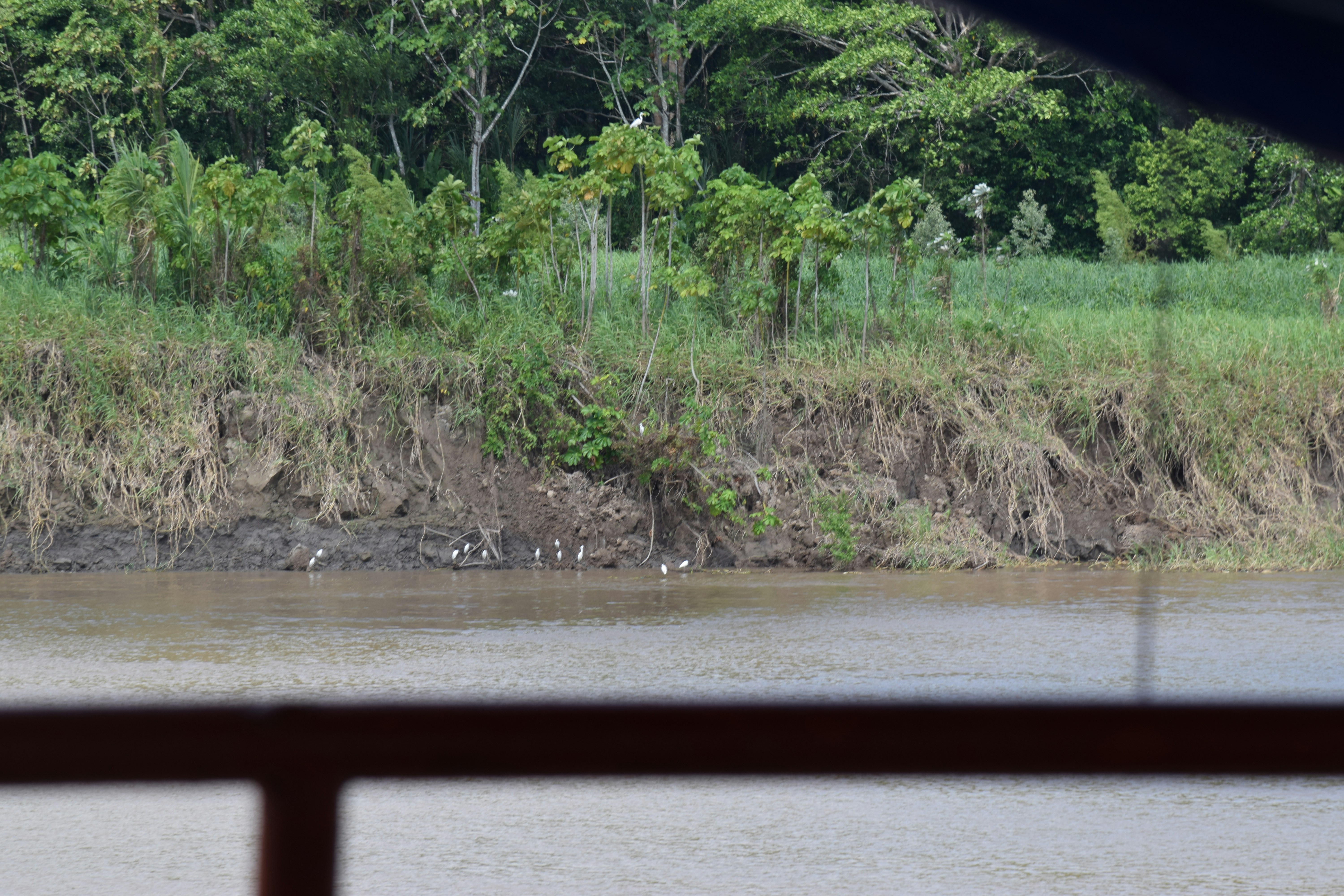 Riverbank Portrait: Sedate Greens Behind a Quiet Rail