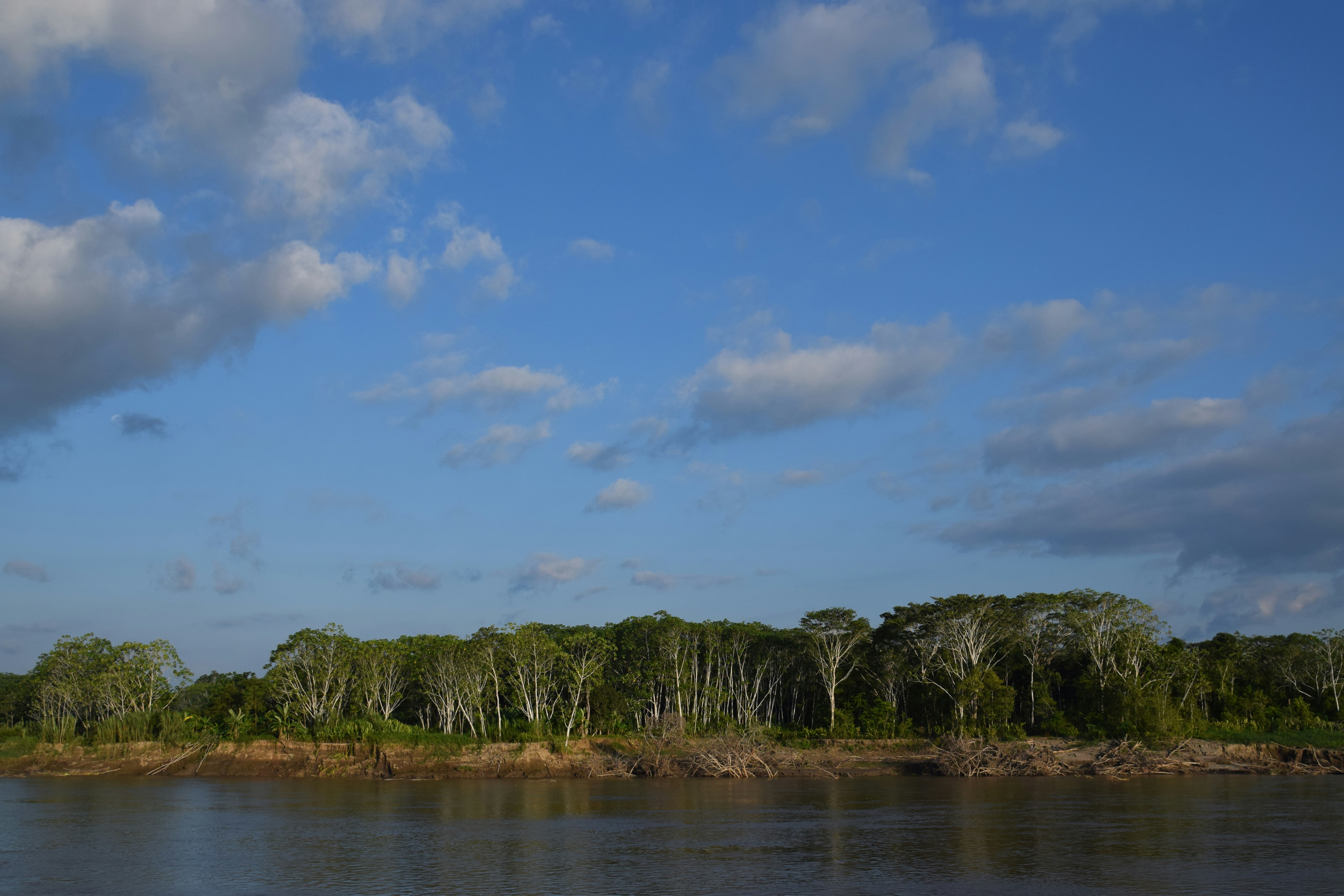 Sunlit shoreline canopy: a calm riverbank under a bright sky