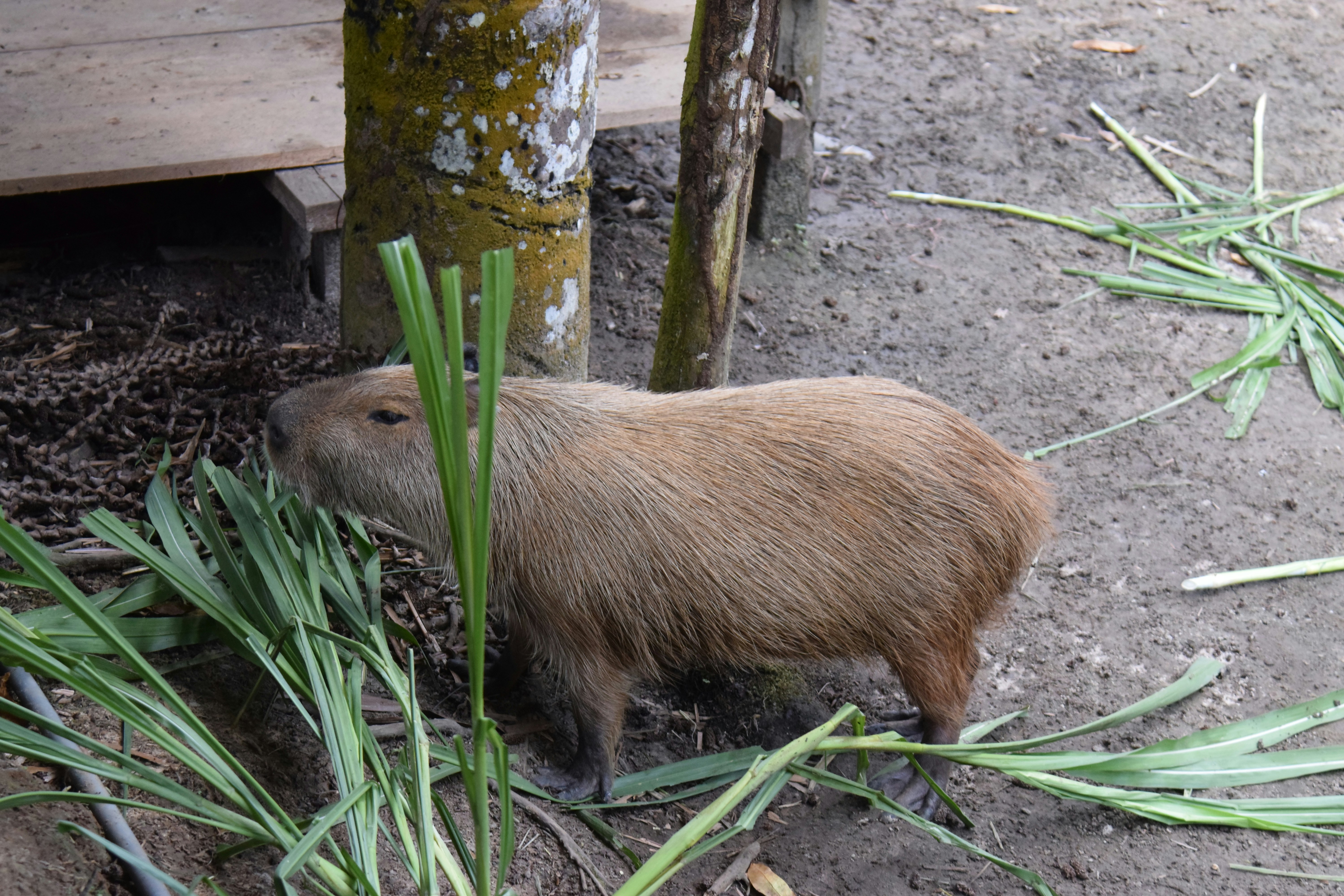 Brown Capybara Among Green Foliage by a Wooden Structure