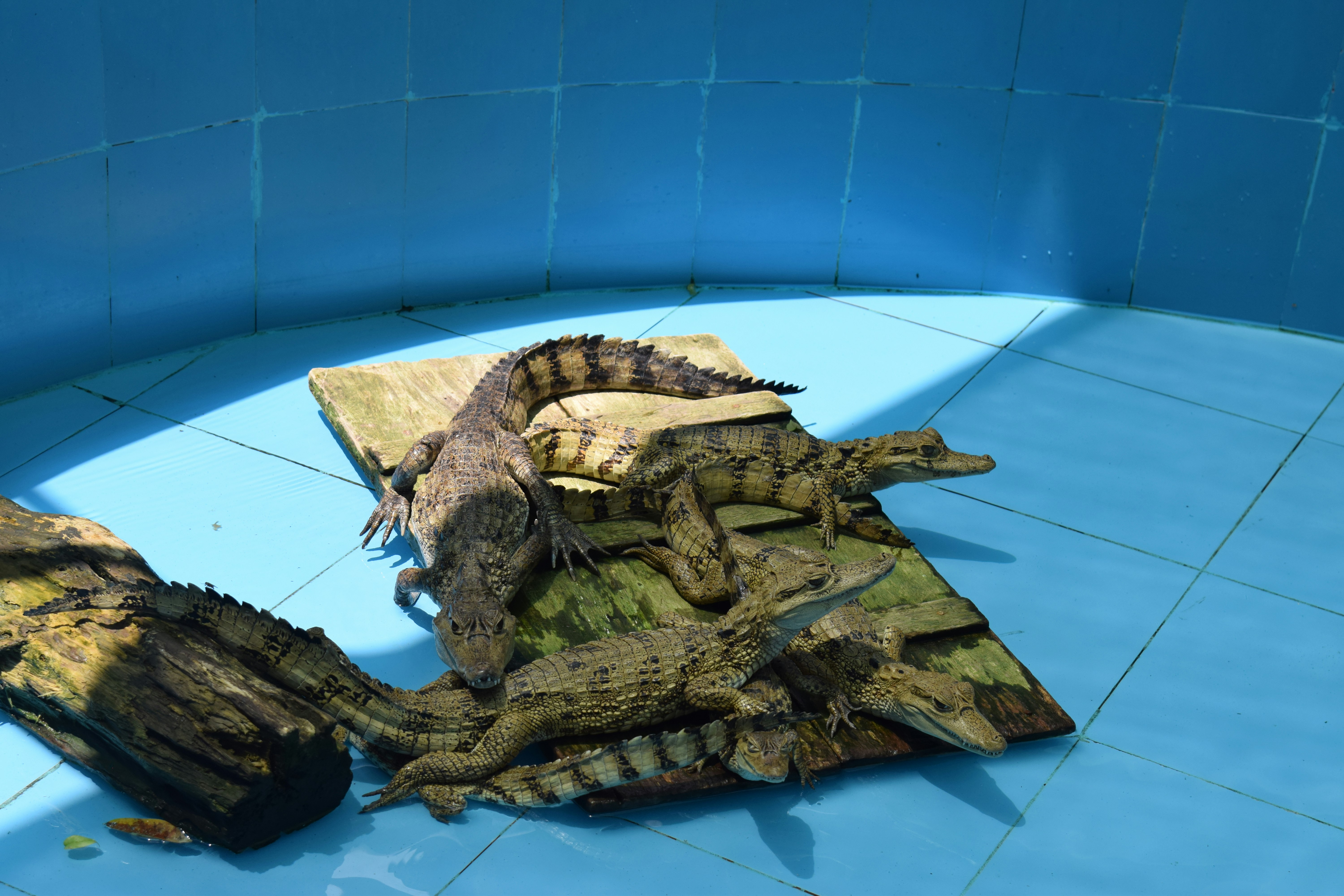 Sunlit Parade: Crocodiles Resting on a Blue Pool Mat