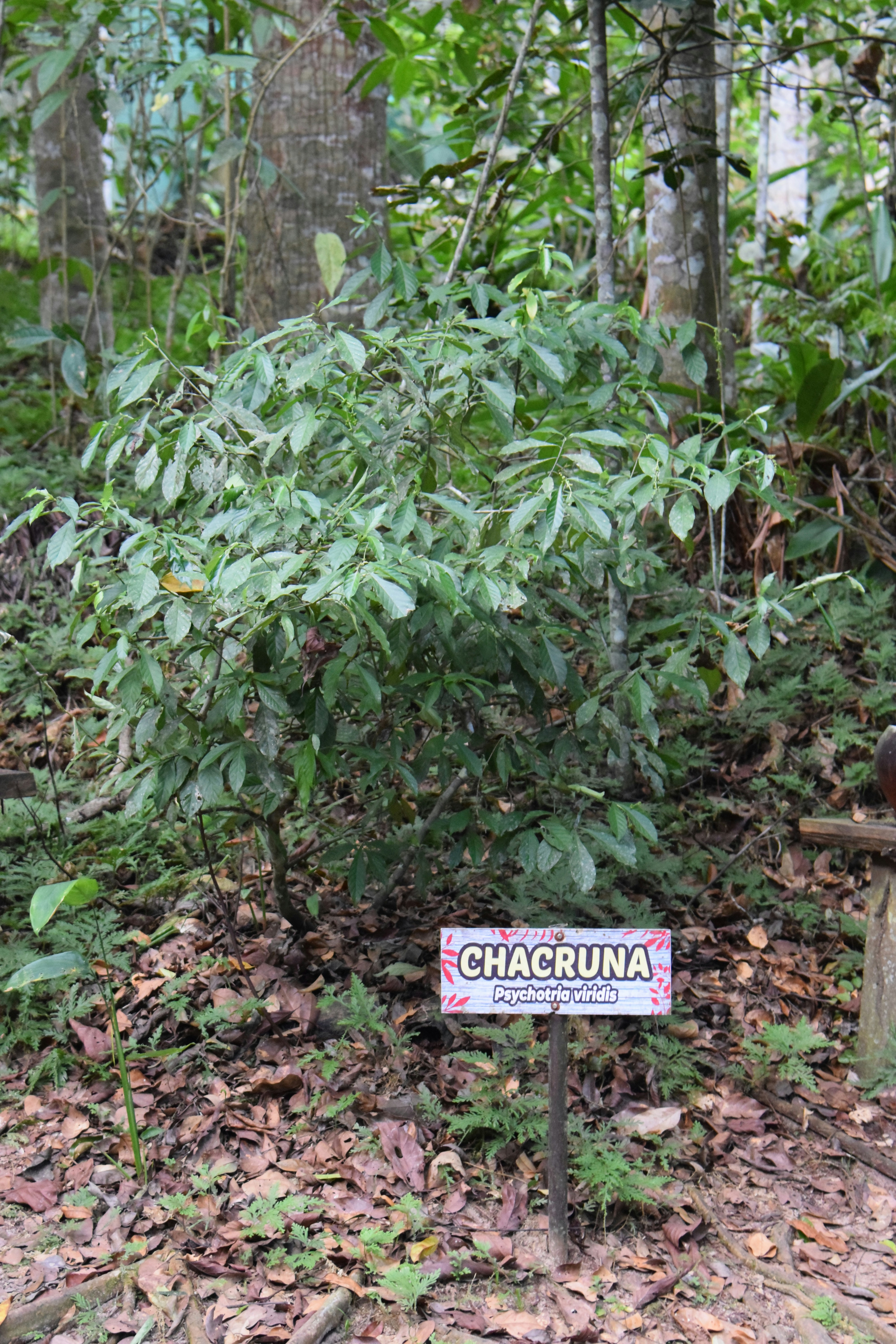 Chacruna in Focus: A Botanical Sign Reveals Its Quiet Personality