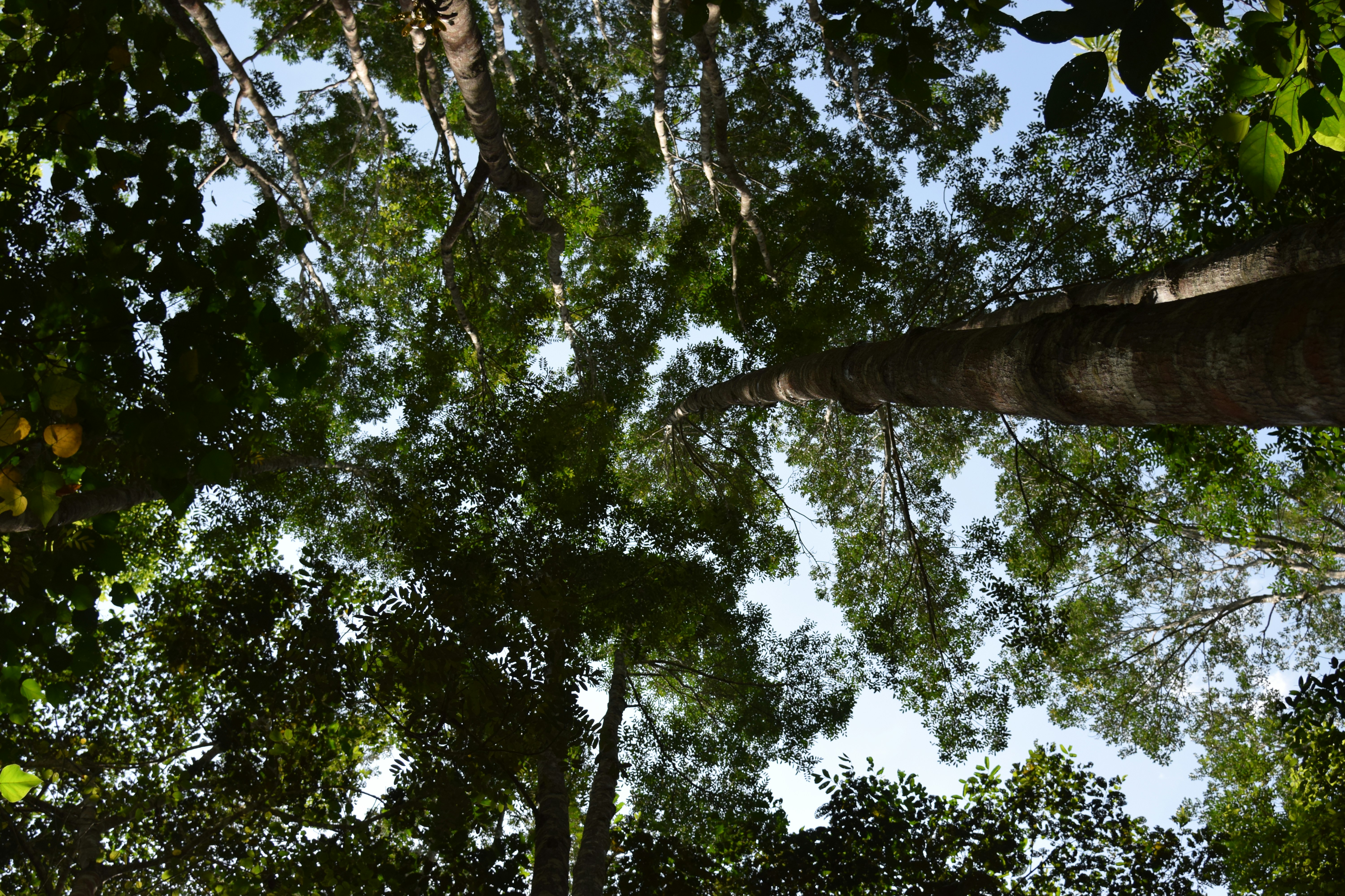 Ceiling of Green: A Canopy of Forest Seen from Ground Up