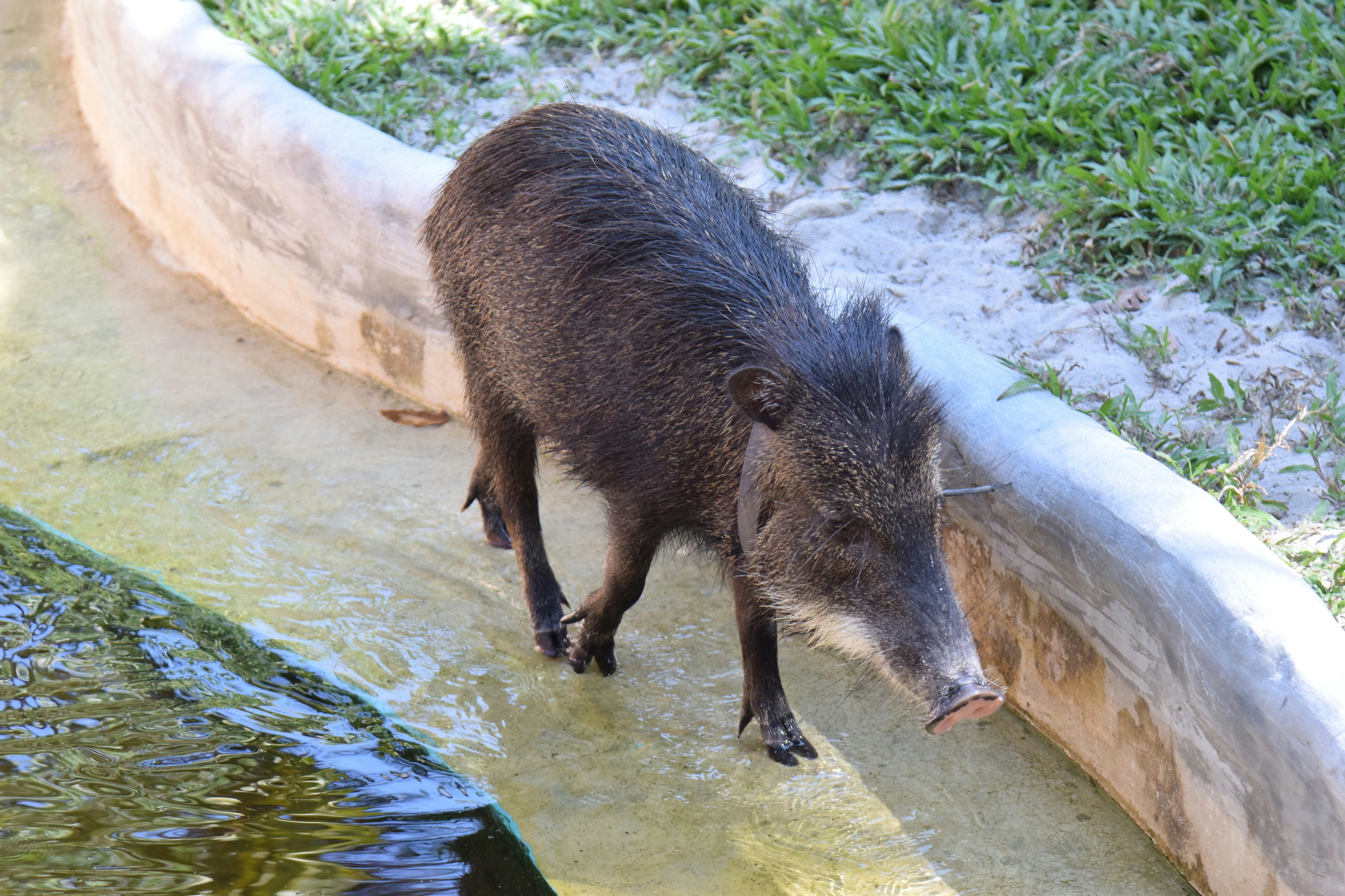 Wild boar stands at the edge of a concrete pool, front legs in shallow water, snout toward the bank, daytime light. The scene emphasizes the animal's coarse fur and rounded body in a managed enclosure.