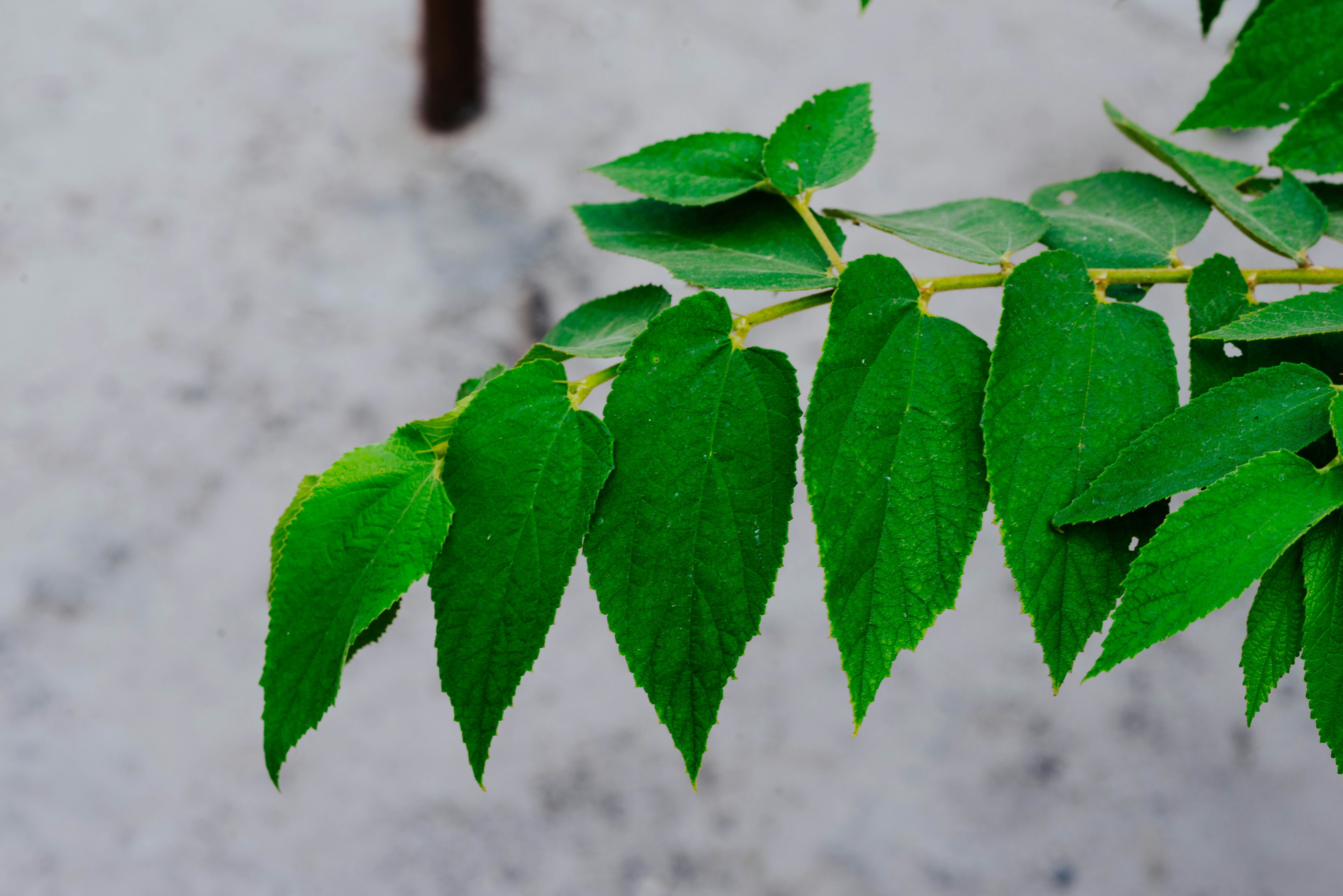 Verdant Leaf Sip: A Quiet Branch Against a Stone Backdrop