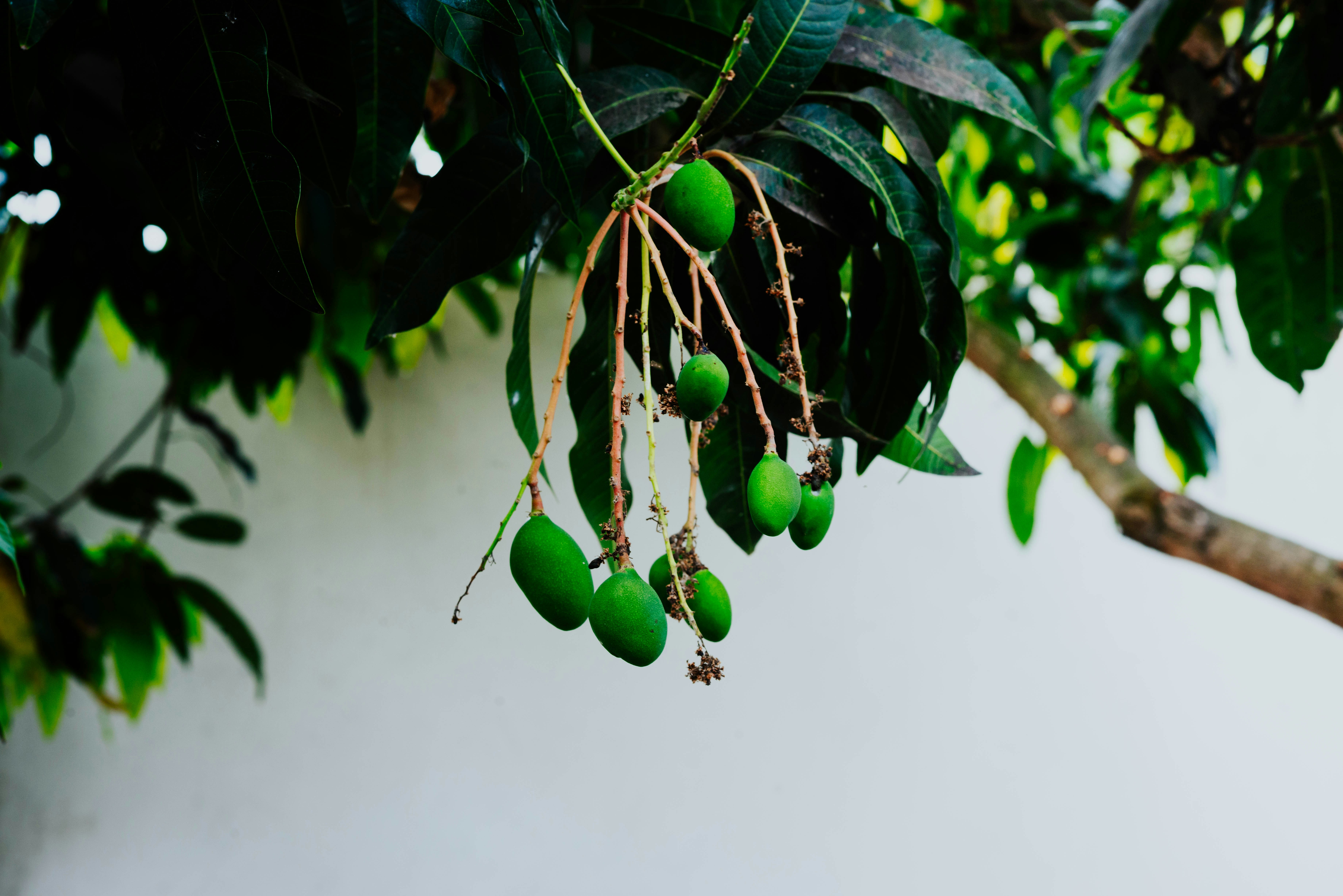 Green Orbs at the Edge: A Branch with Hanging Fruits