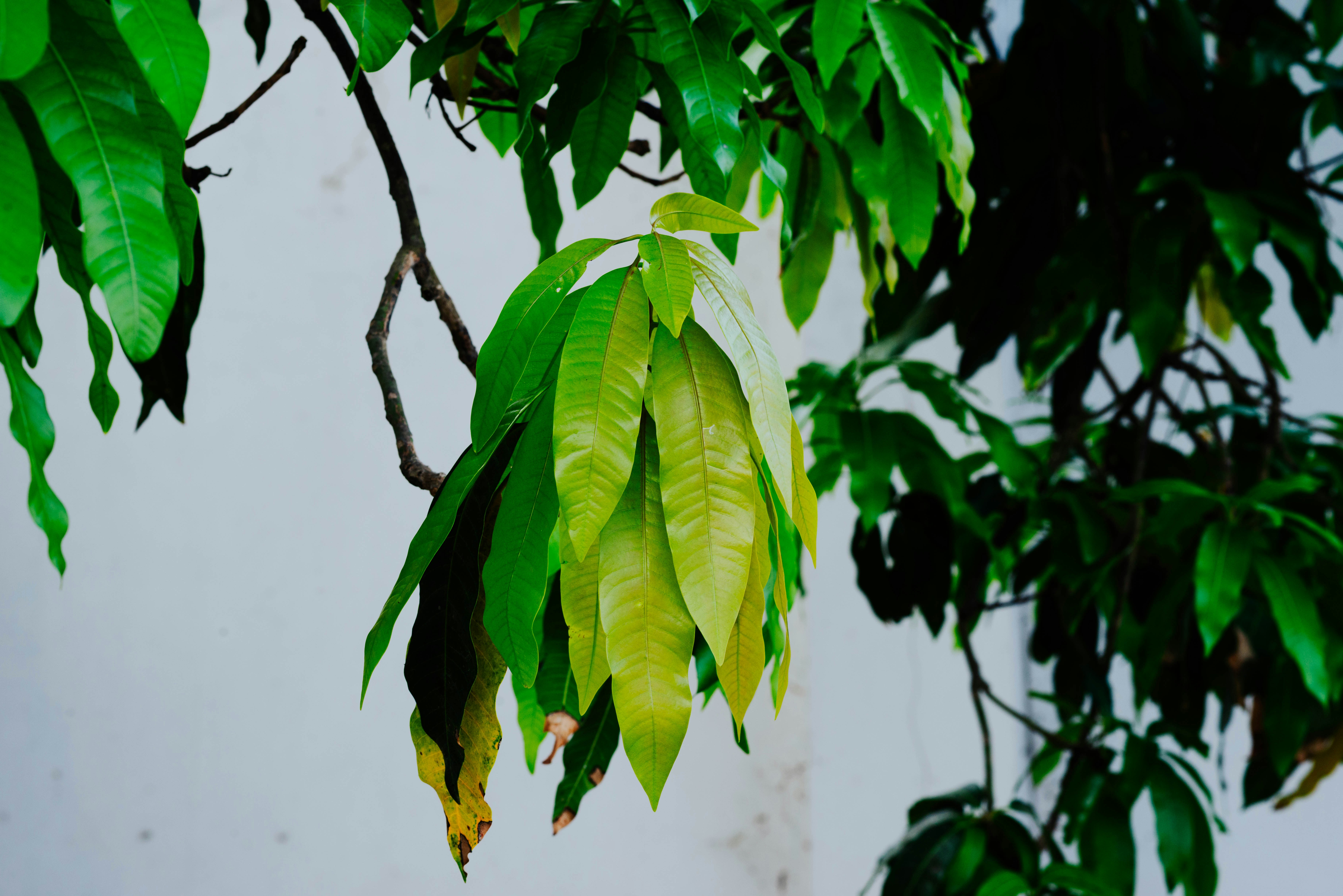 Mango Leaves