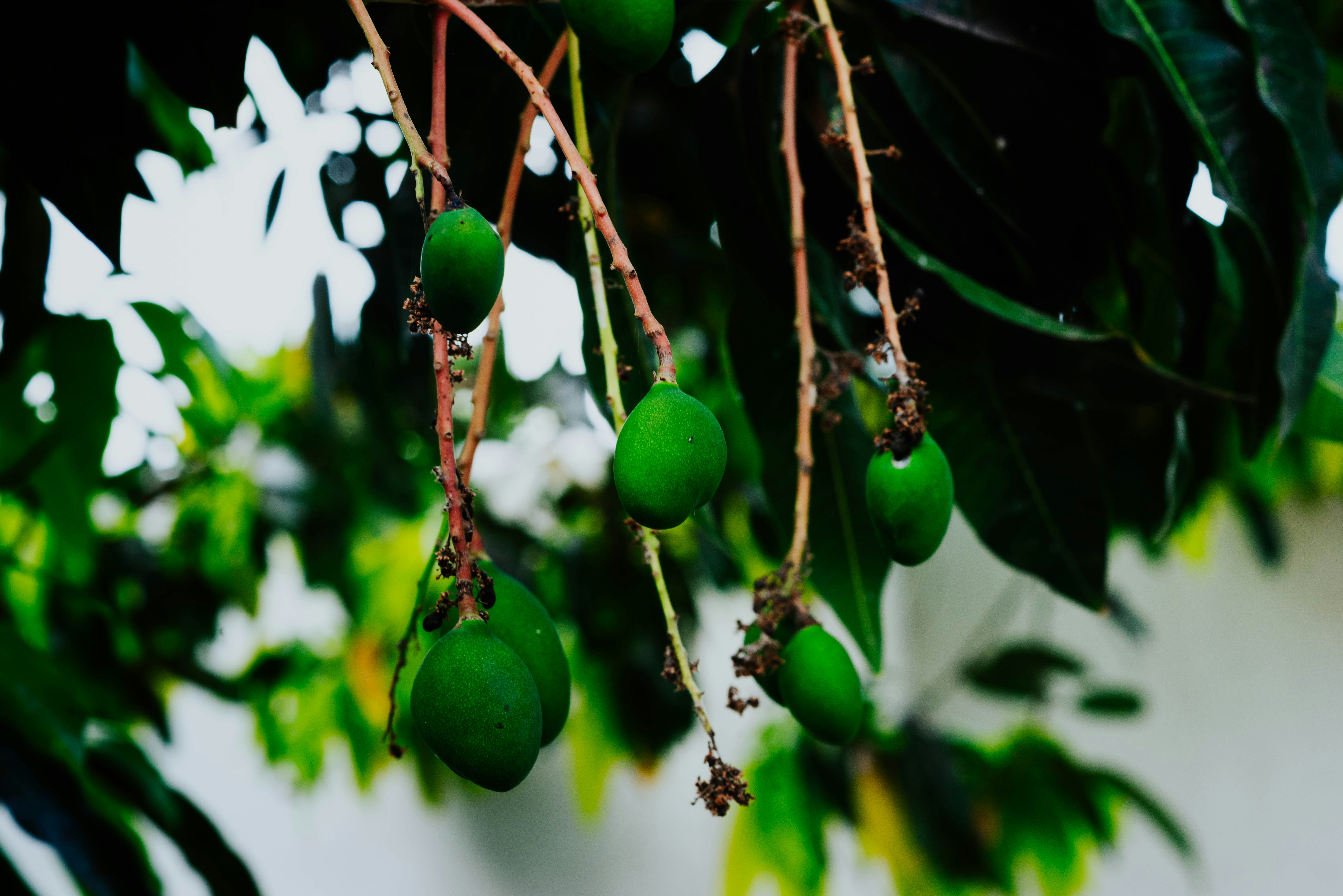 Green mangoes in a sunlit canopy