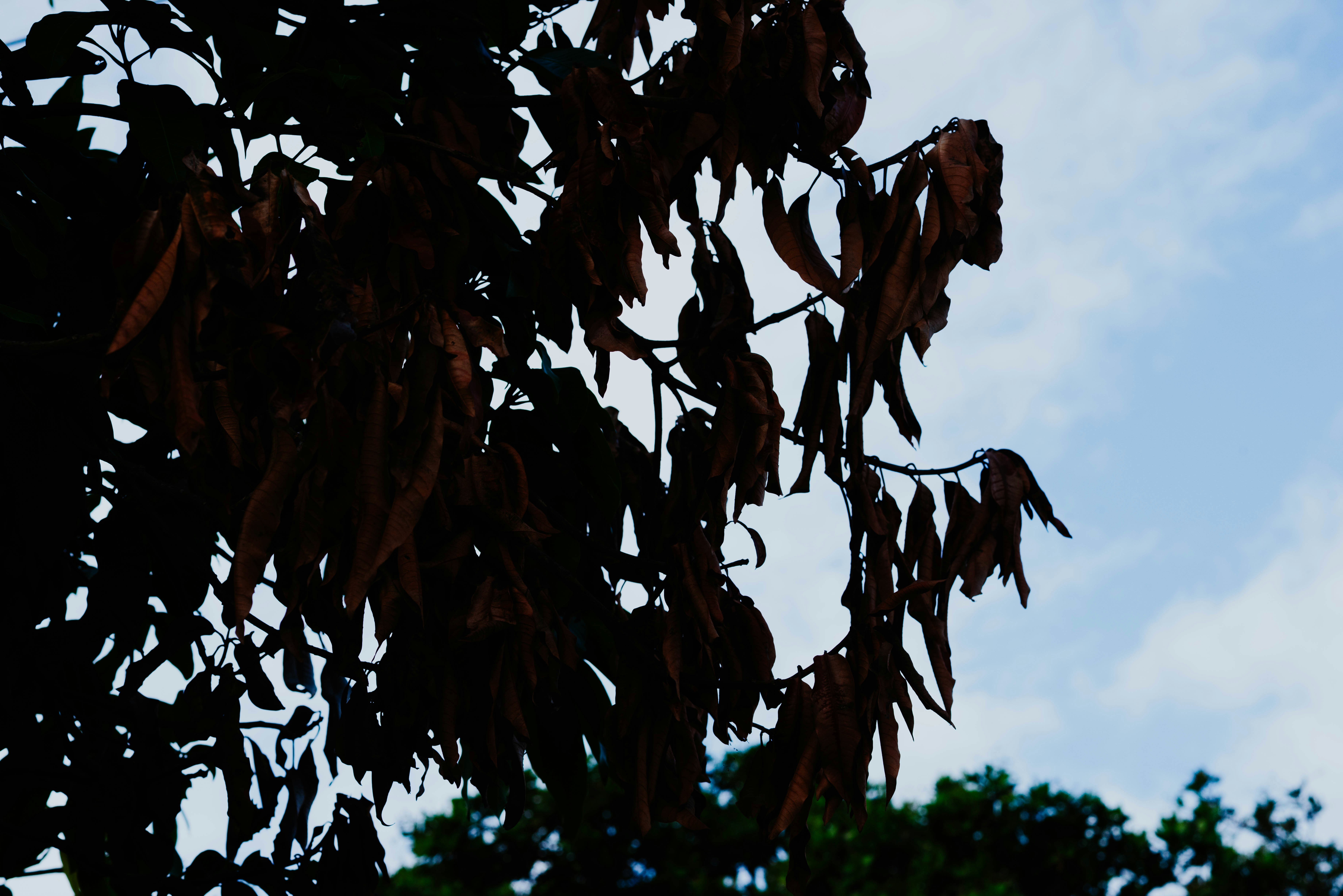 Silhouetted Leaves Against a Light Sky