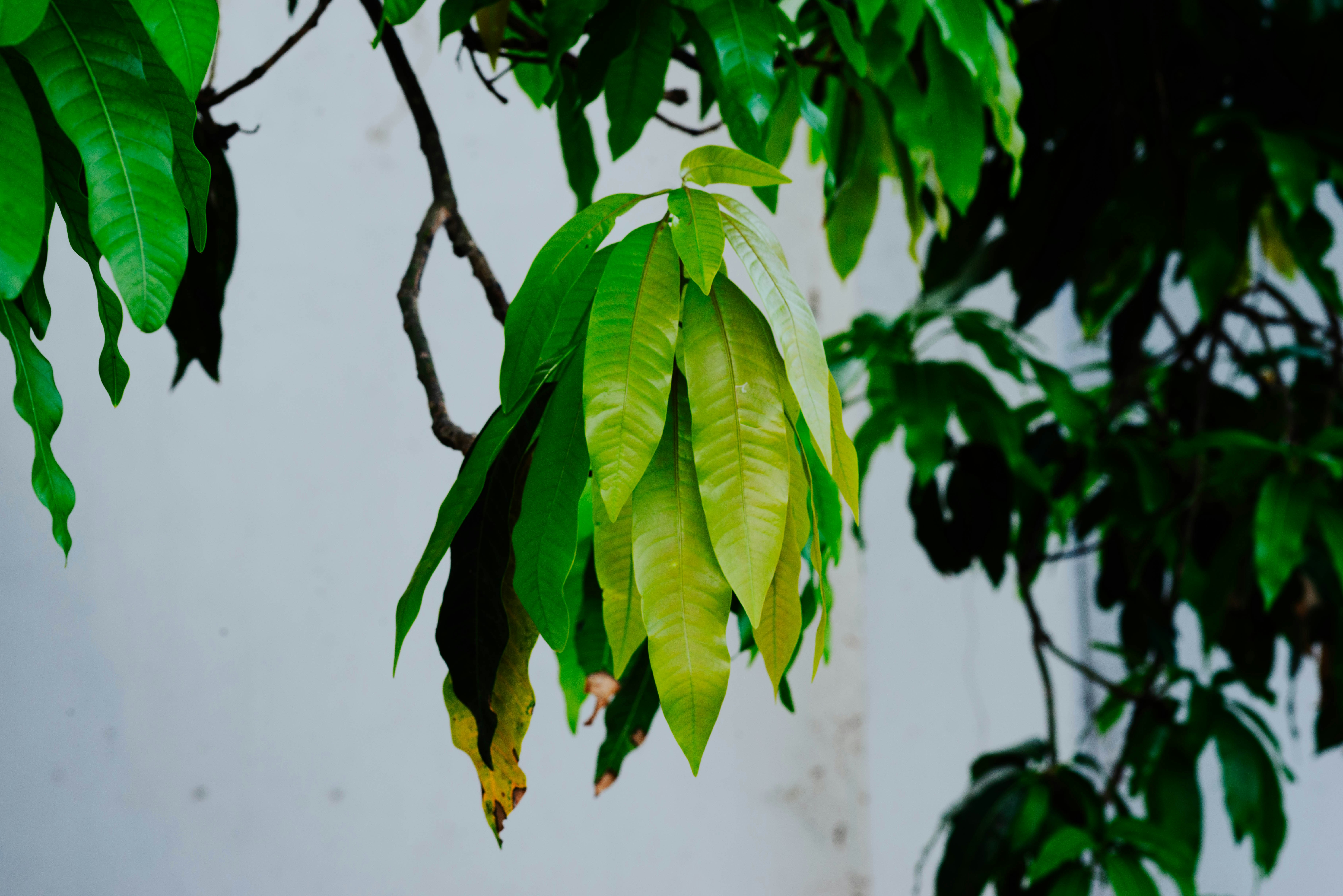 Verdant Fringe: A Close Encounter with Hanging Leaves
