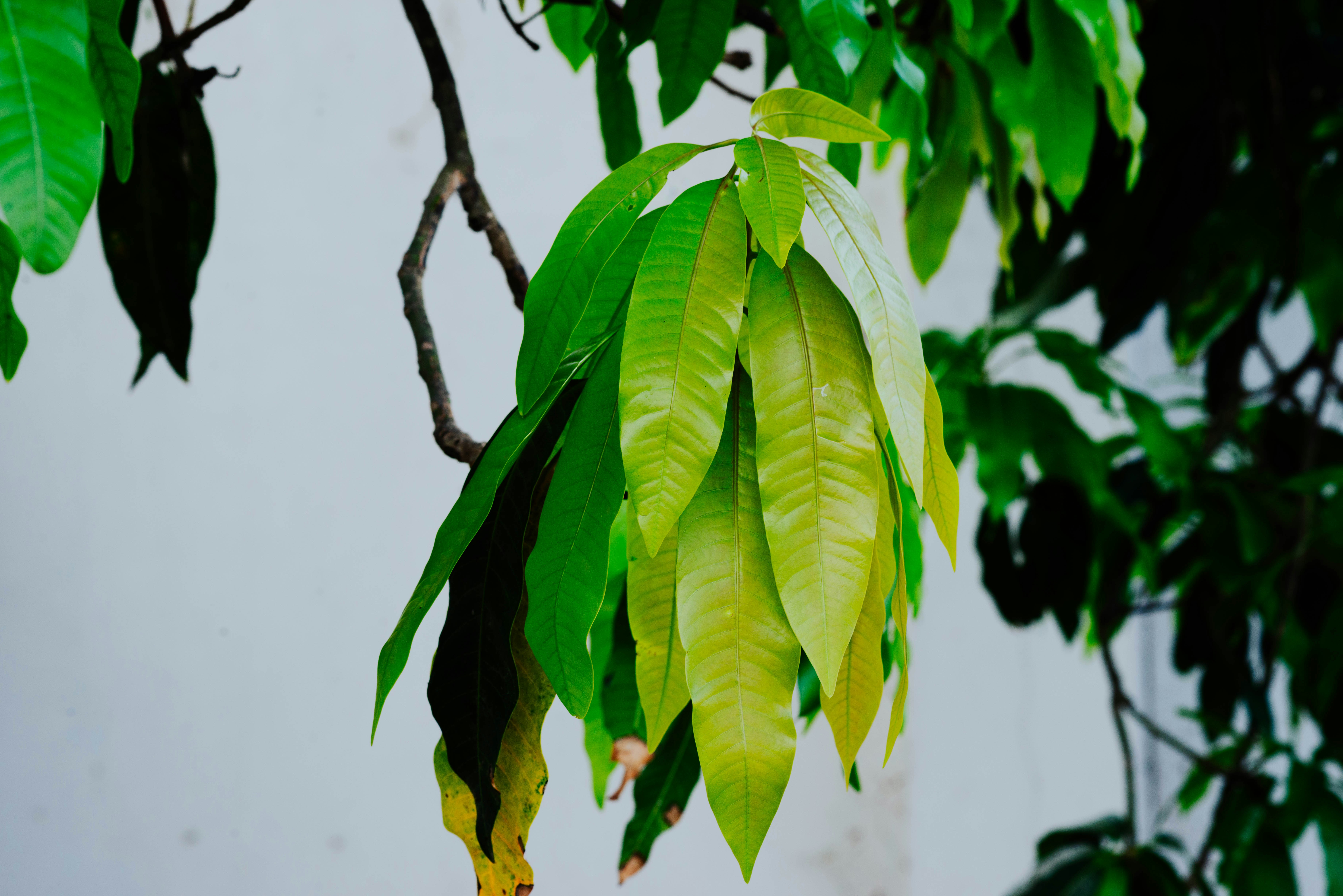 Emerald Fringe: a cluster of sunlit leaves against a pale wall