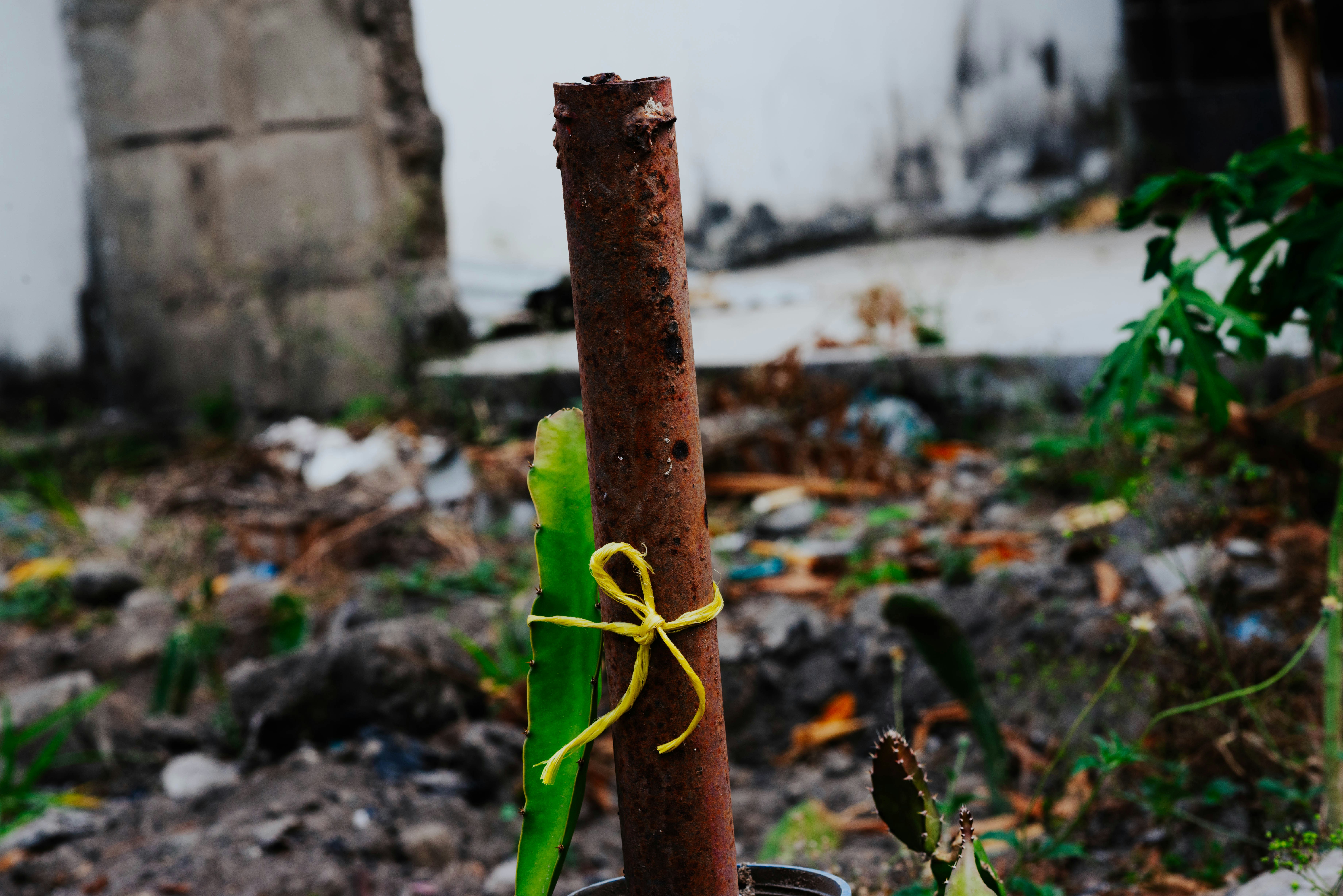 Rusty Post with Green Leaf and Twine in a Quiet Yard