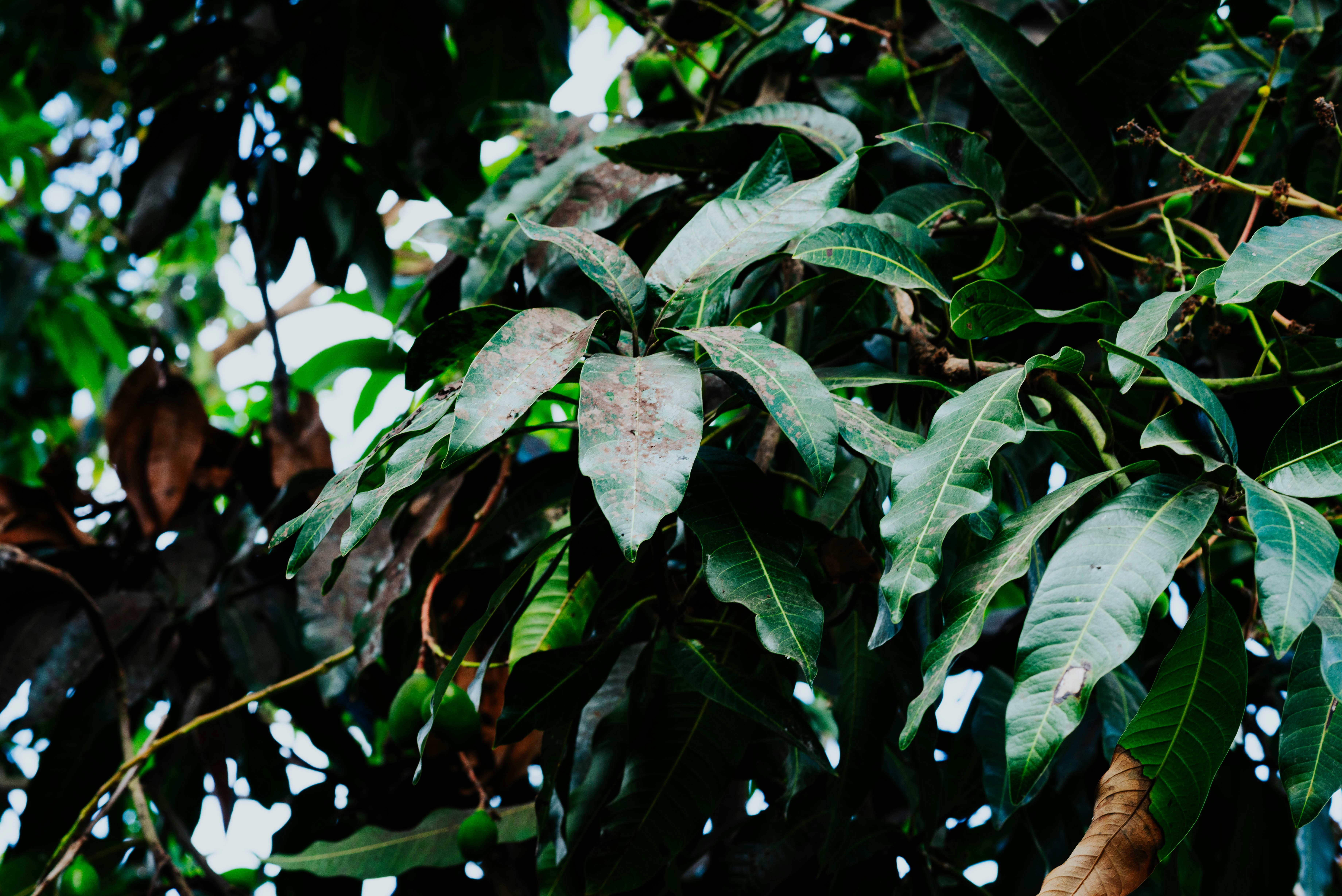Verdant Canopy: Close-Up of Dense Foliage