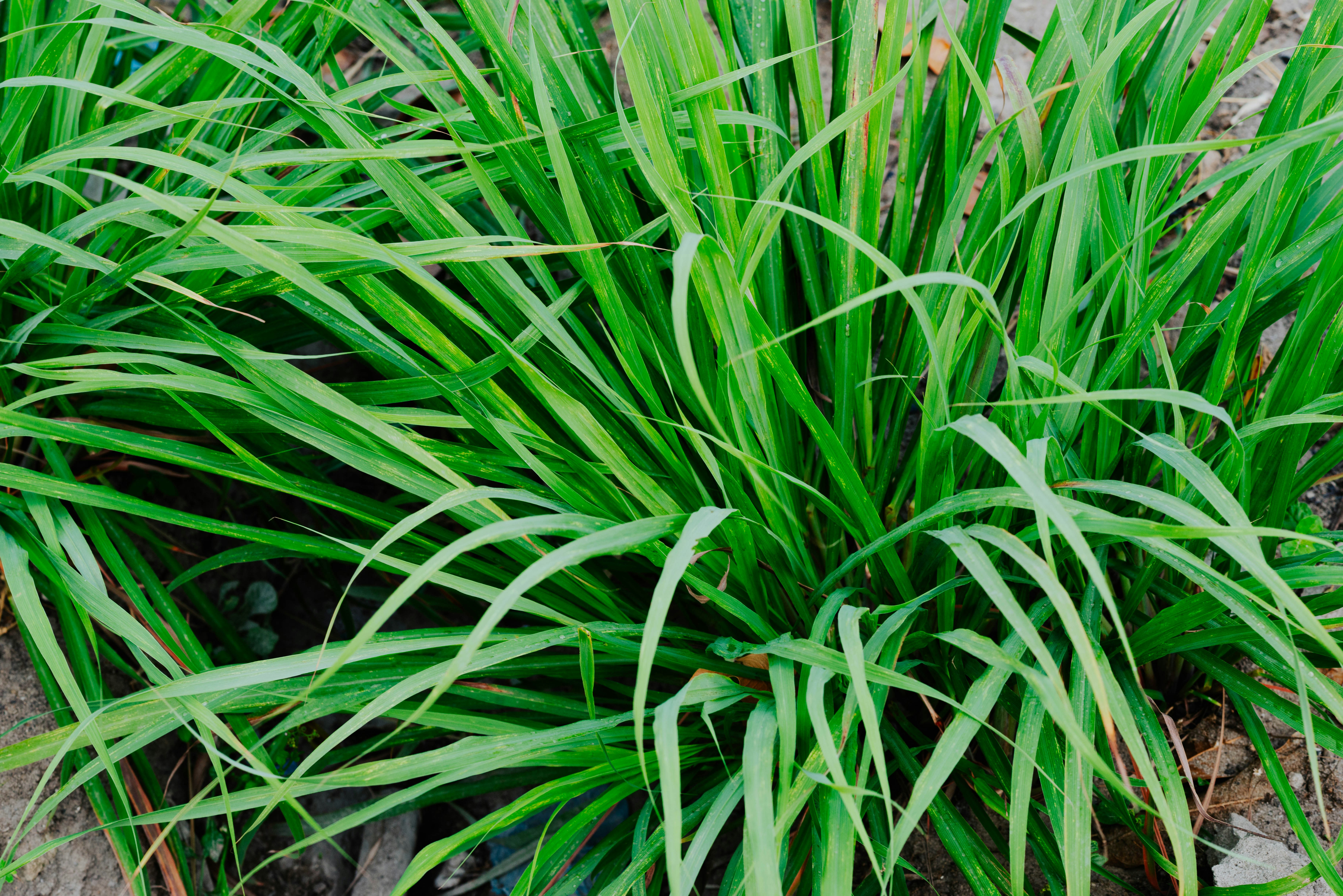 Emerald Waves: Strands of Garden Grass Carved by Light