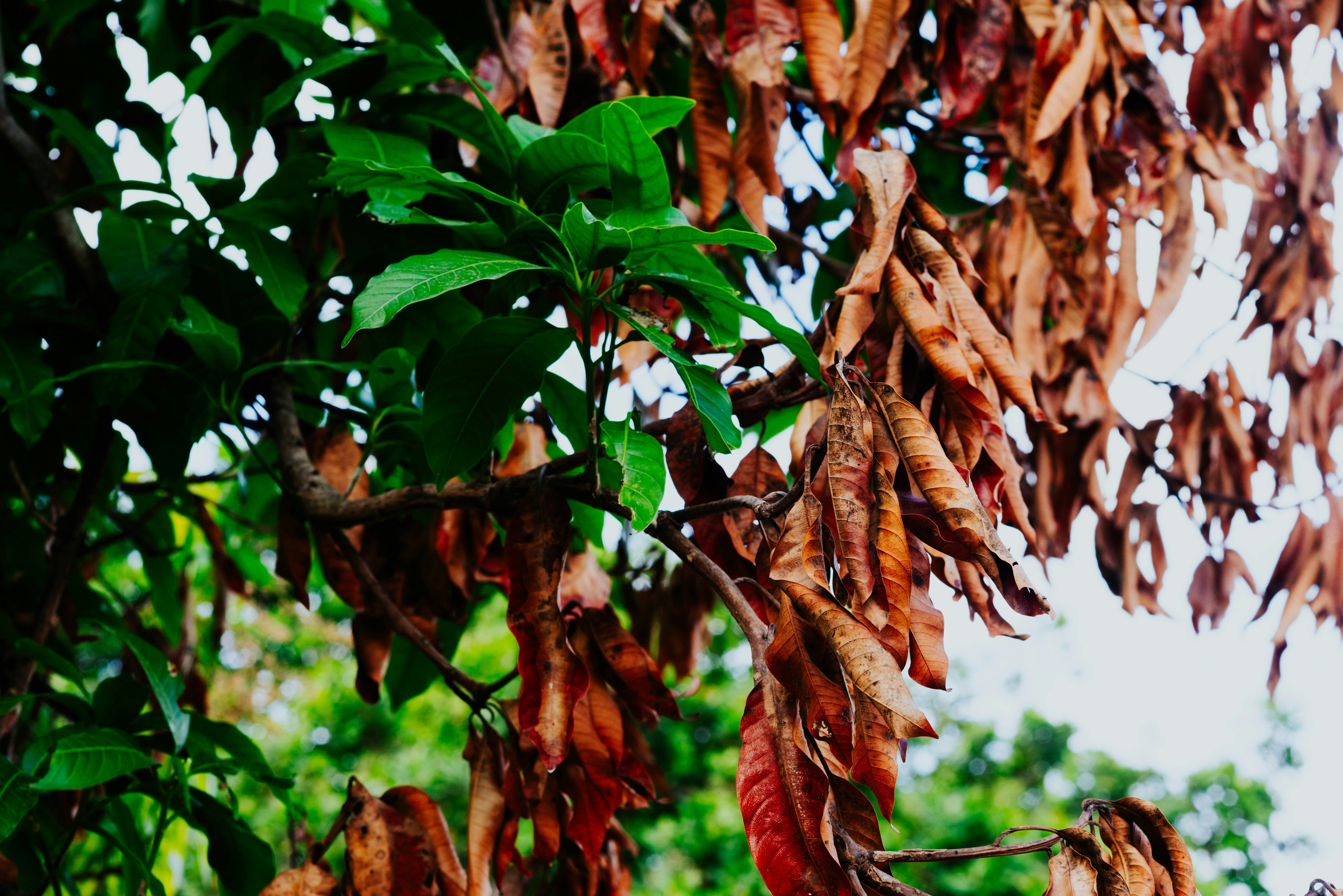 Contrast Between Verdant and Withered Foliage