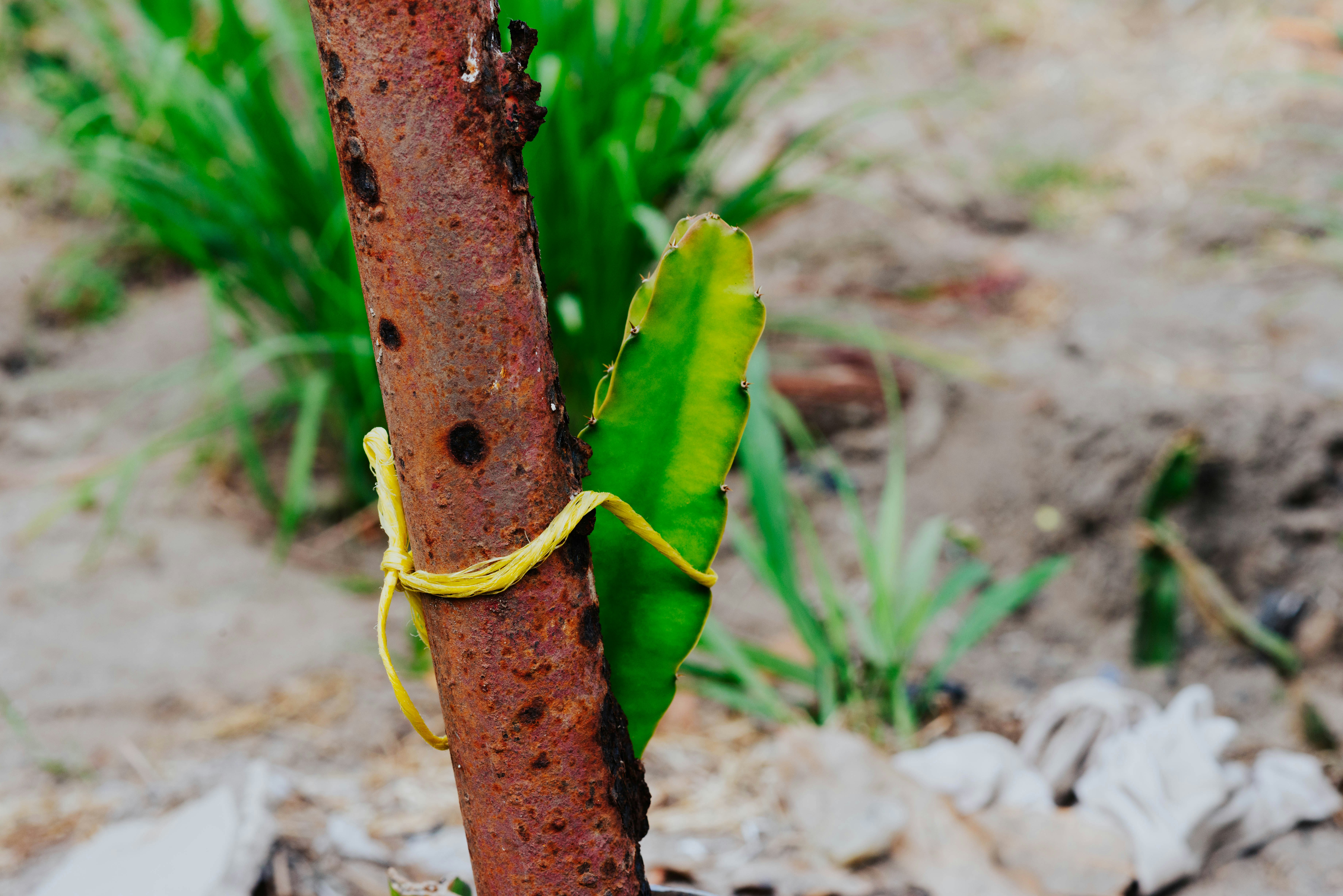 Rusted Stake with Vining Green Leaf: Quiet Tension in a Garden Patch