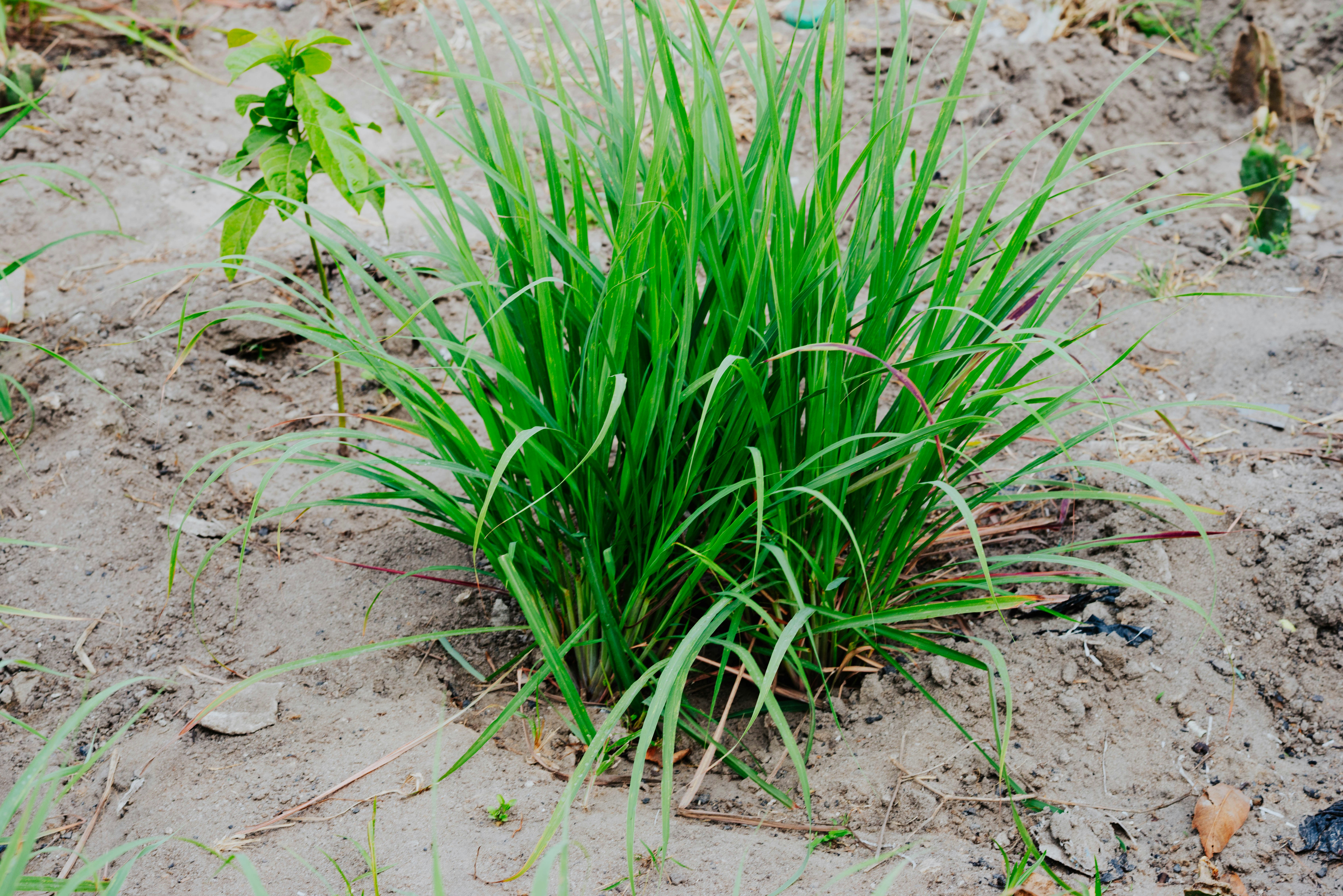 Verdant Tuft Emerges from Dry Ground