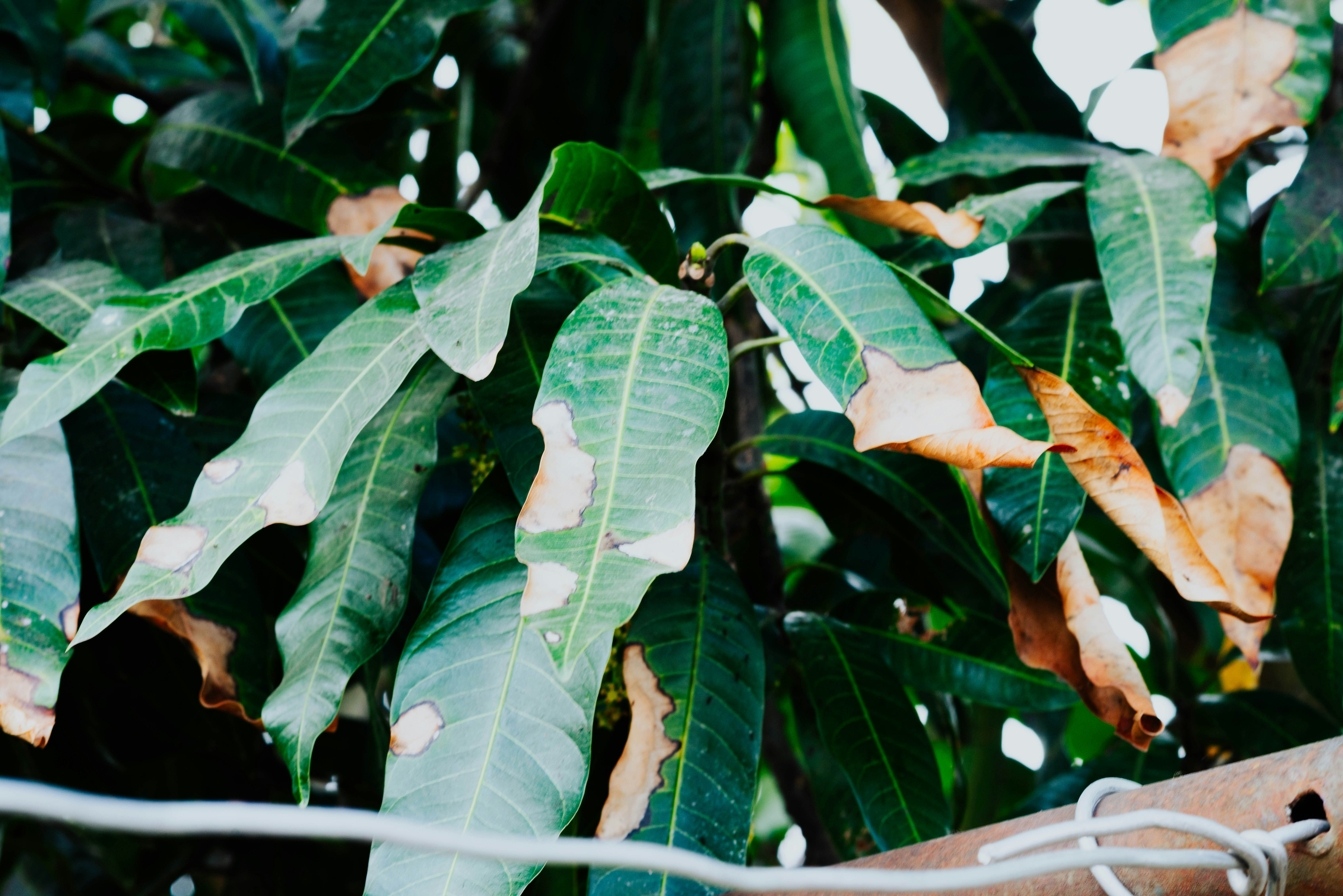 Verdant Foliage with Subtle Browning Edges