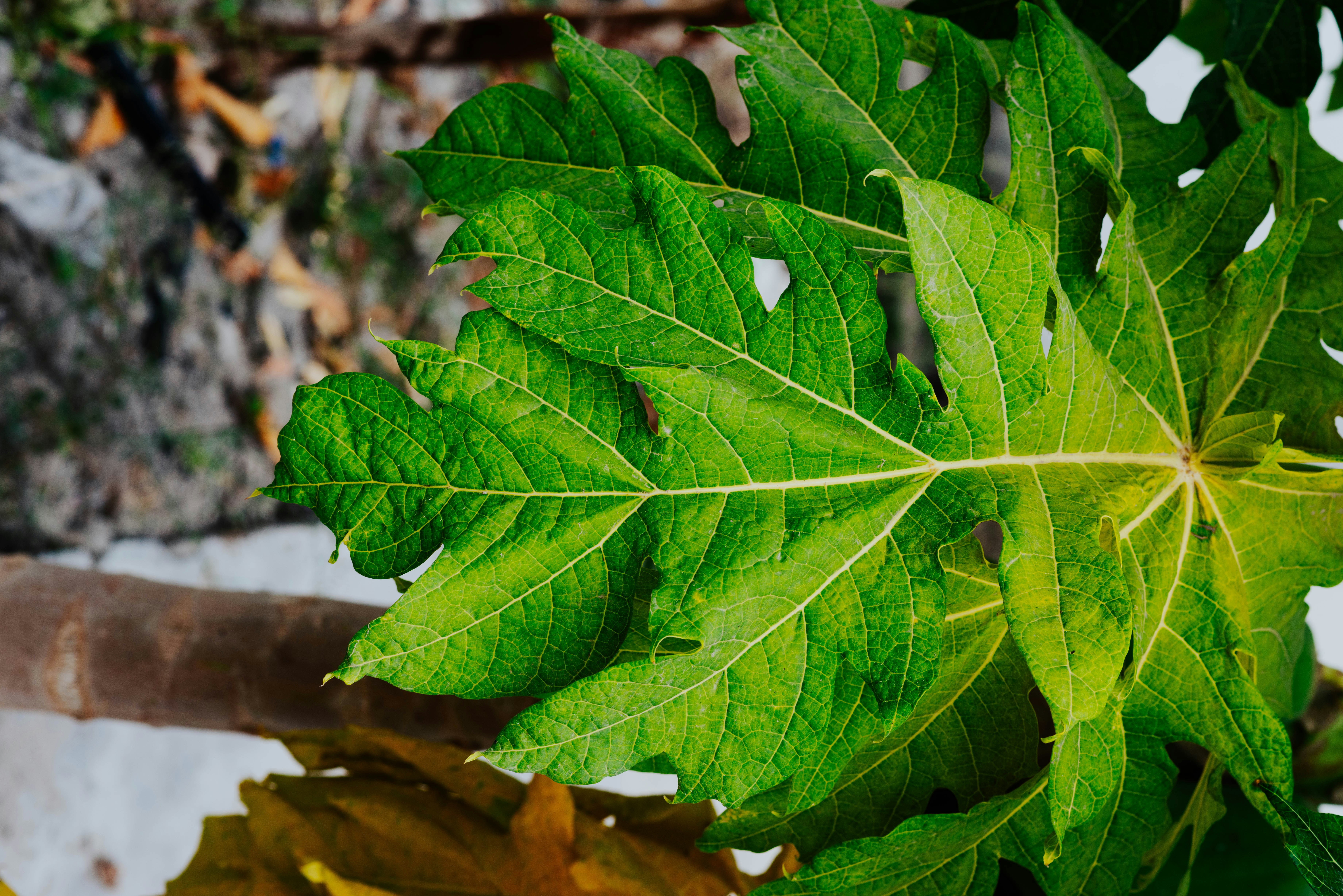 Vibrant Venation: Close-Up of a Sunlit Green Maple Leaf