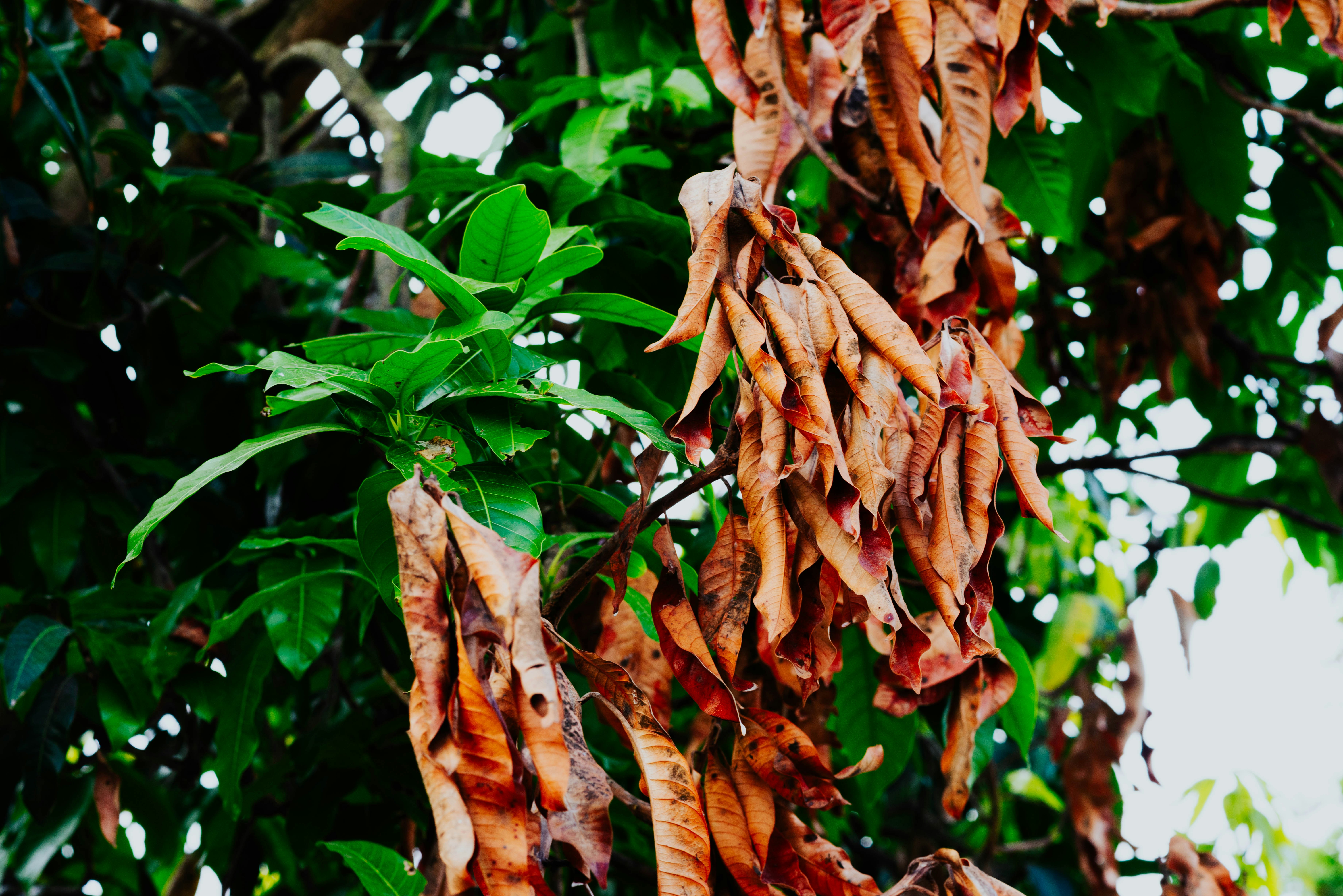 Withered Leaves in a Green Canopy