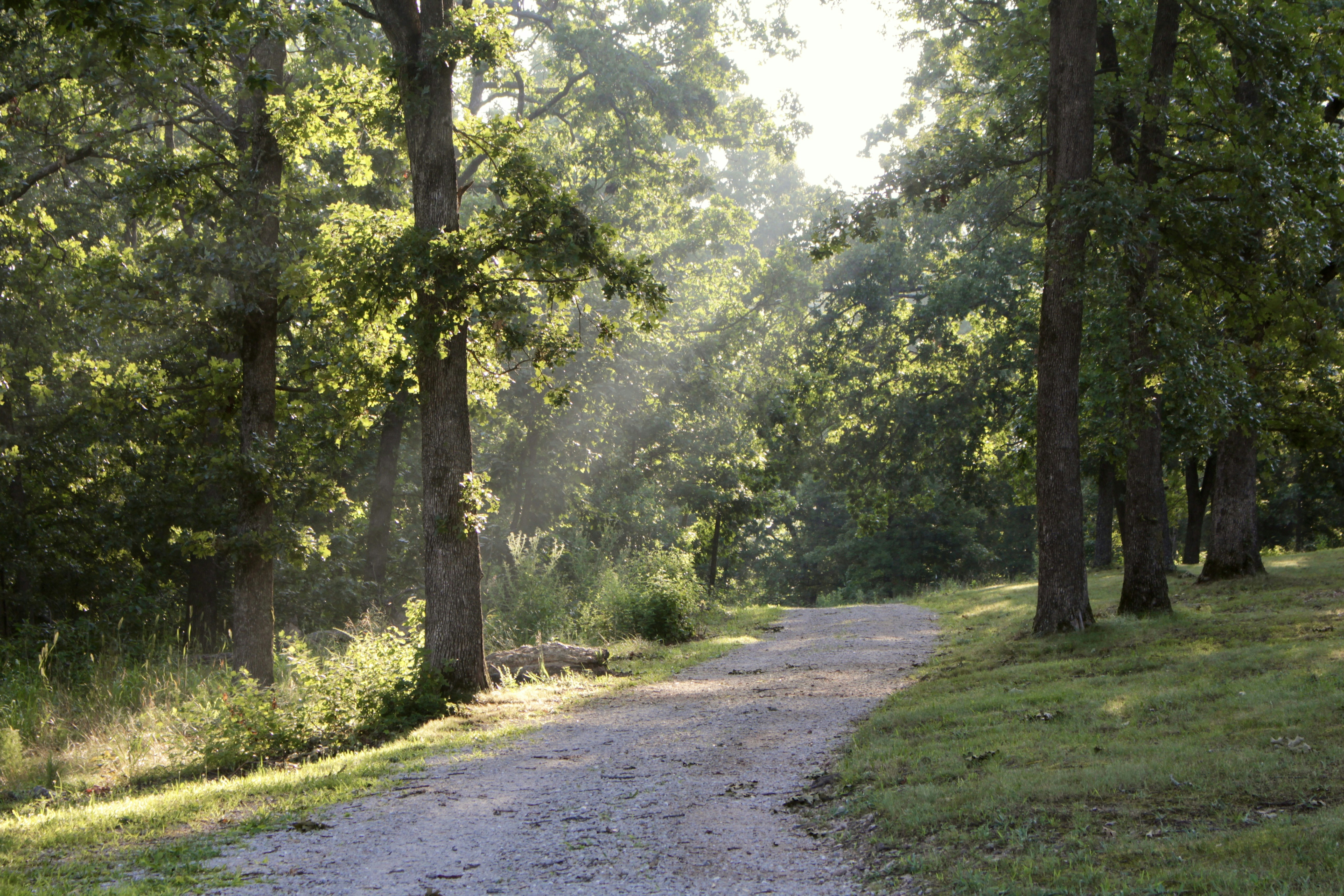 Sunlit forest path winding through trees with dappled light and a gravel trail leading into the distance. A serene landscape scene suitable for nature photography.