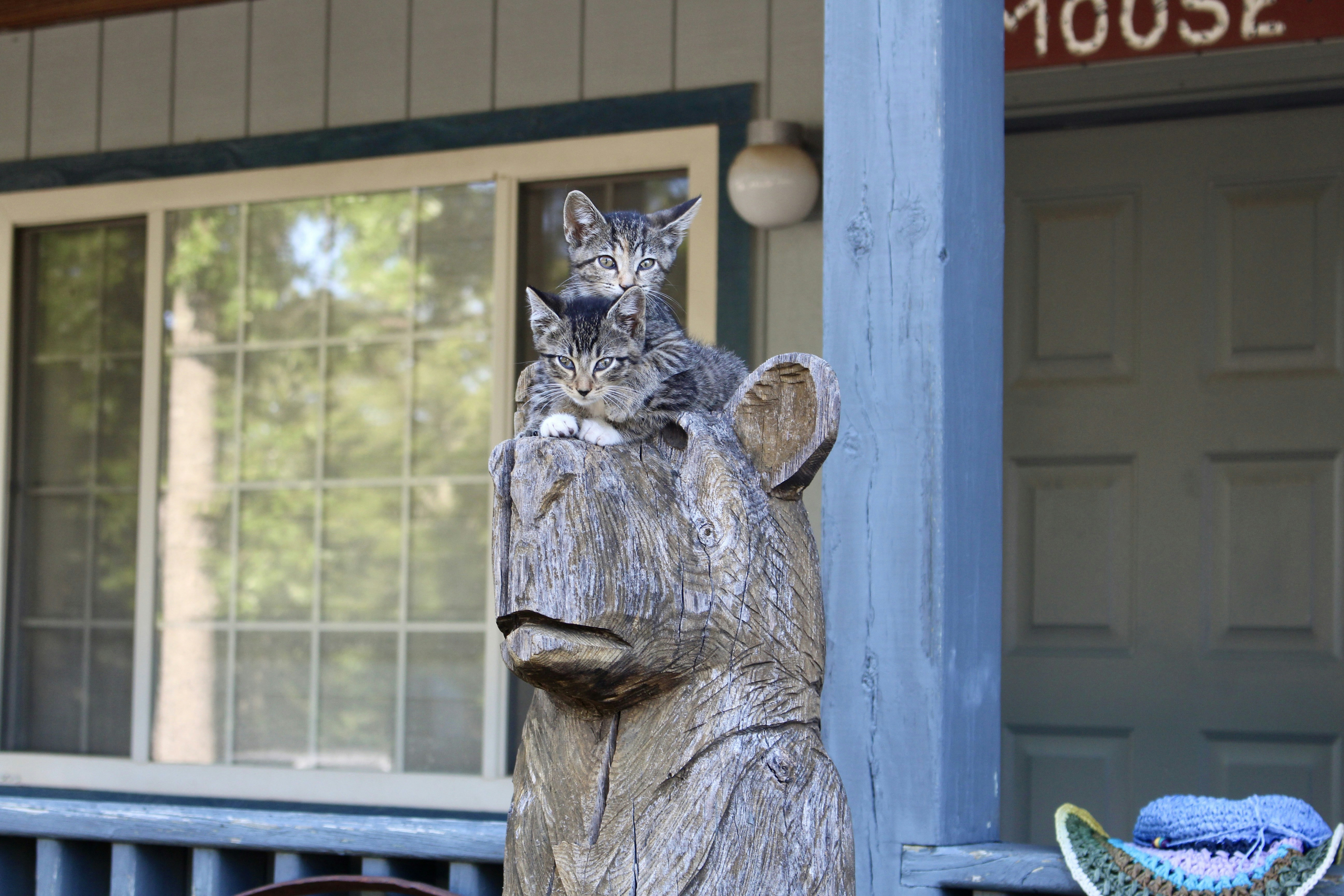 Caged Companions: A Protective Embrace on the Porch