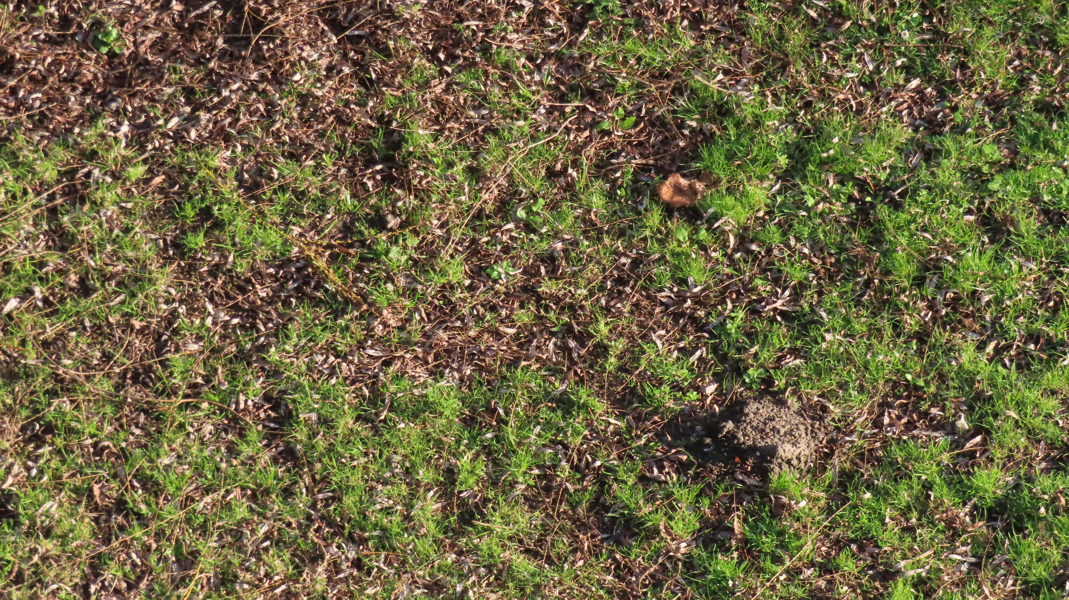 Patchwork of Moss and Soil: A Quiet Field Sketch
