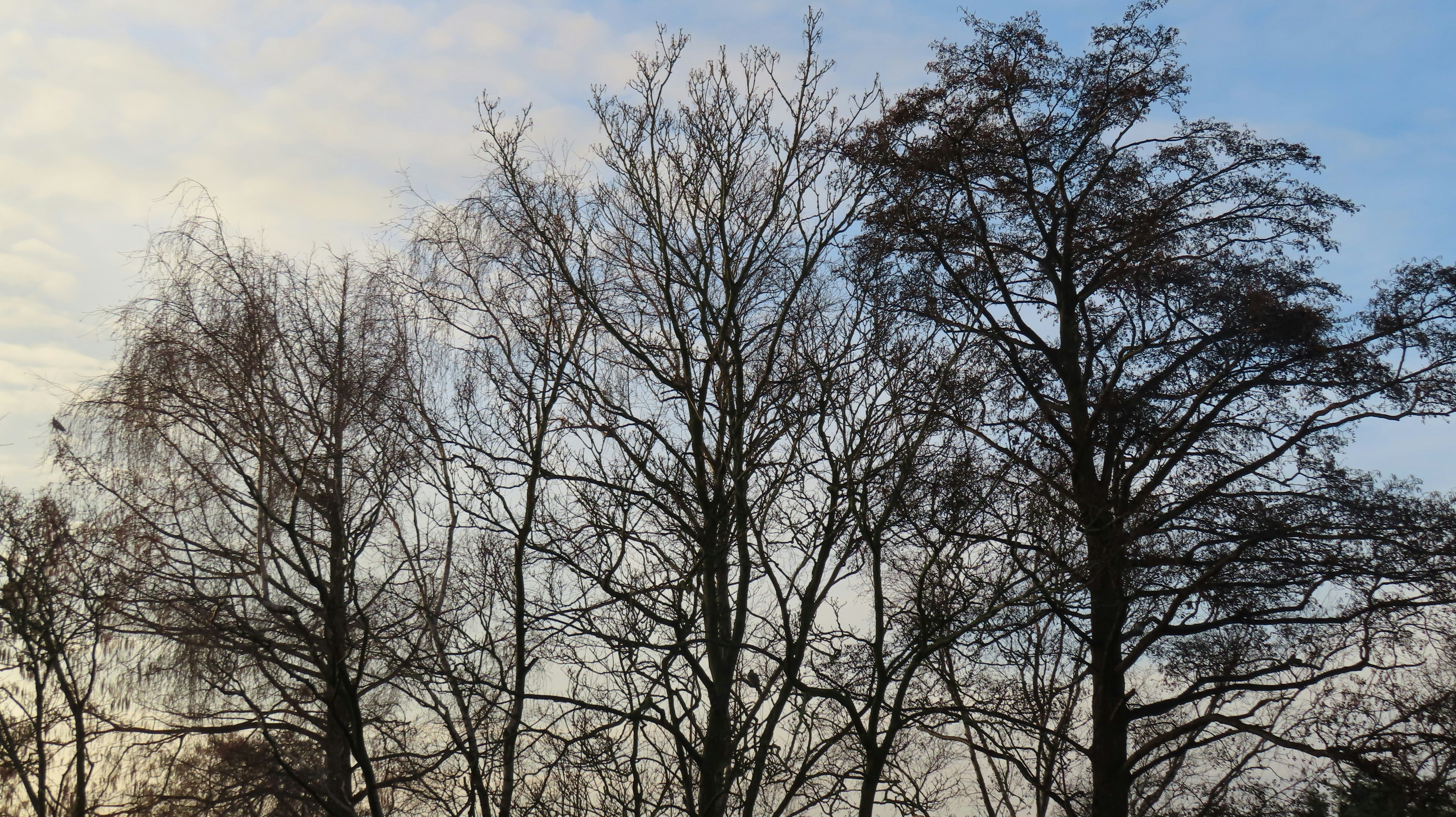 Bare Winter Canopy: Silhouettes Against a Soft Sky