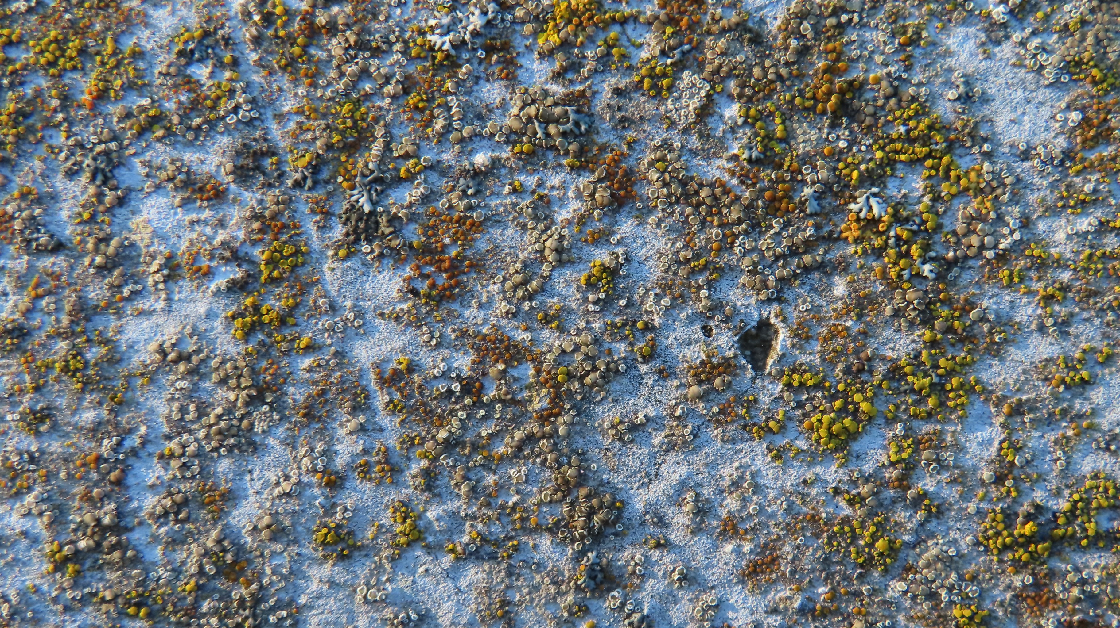 Mossy frost on a frozen surface: speckled blues and greens