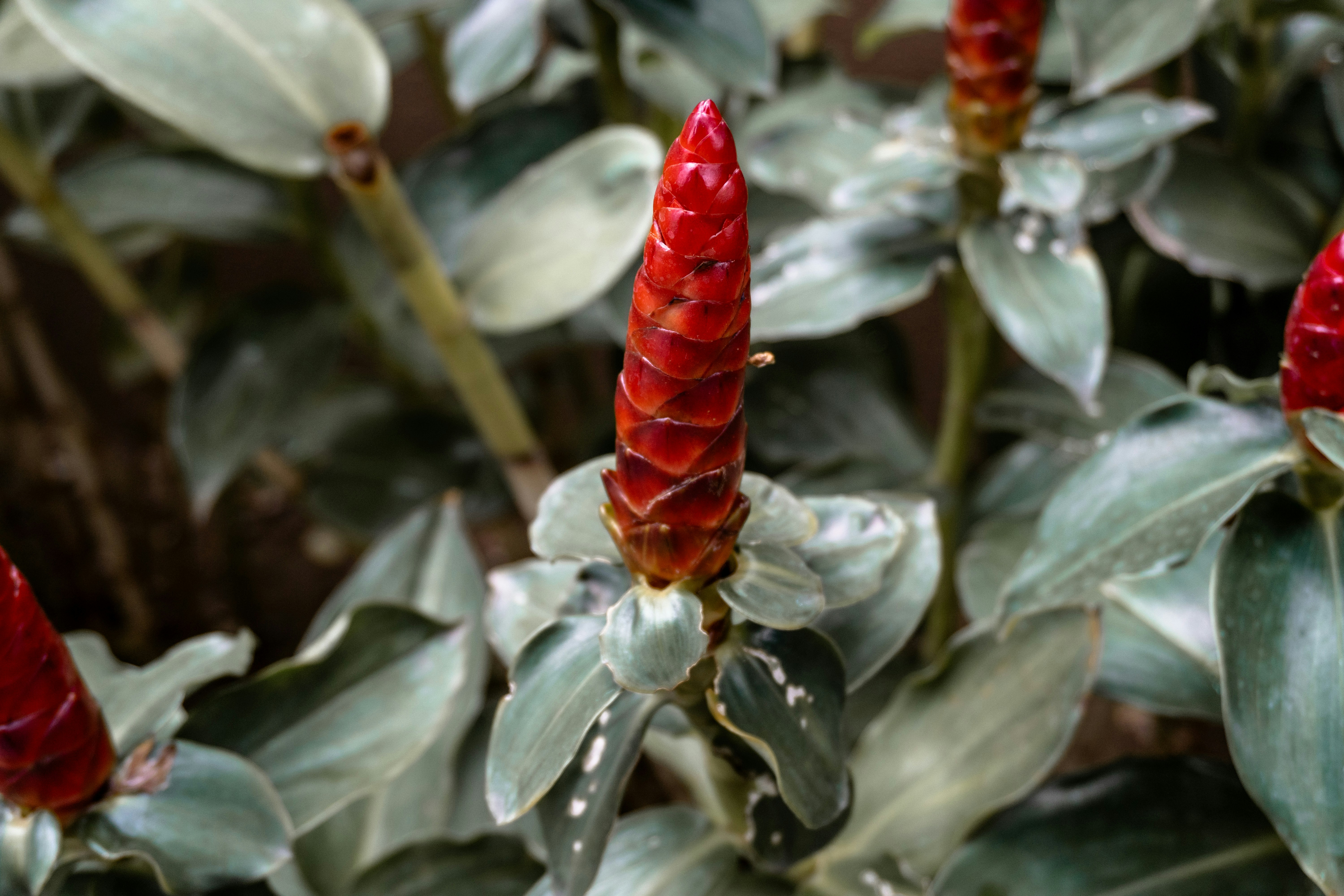 Red Torch Petals: A Close Encounter with Fiery Floral Reeds