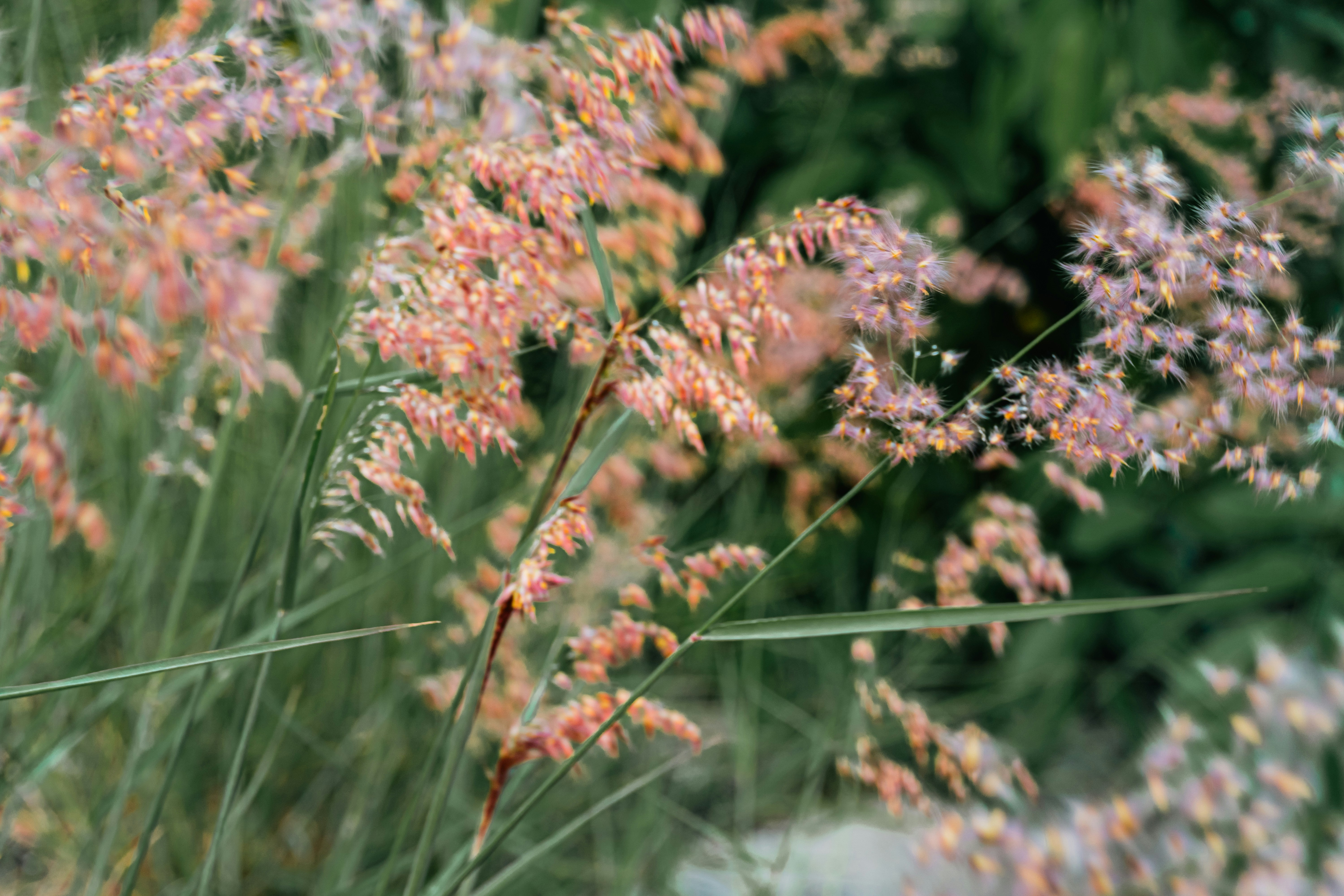 Soft Spring Bloom: Blades of Grass in Gentle Focus