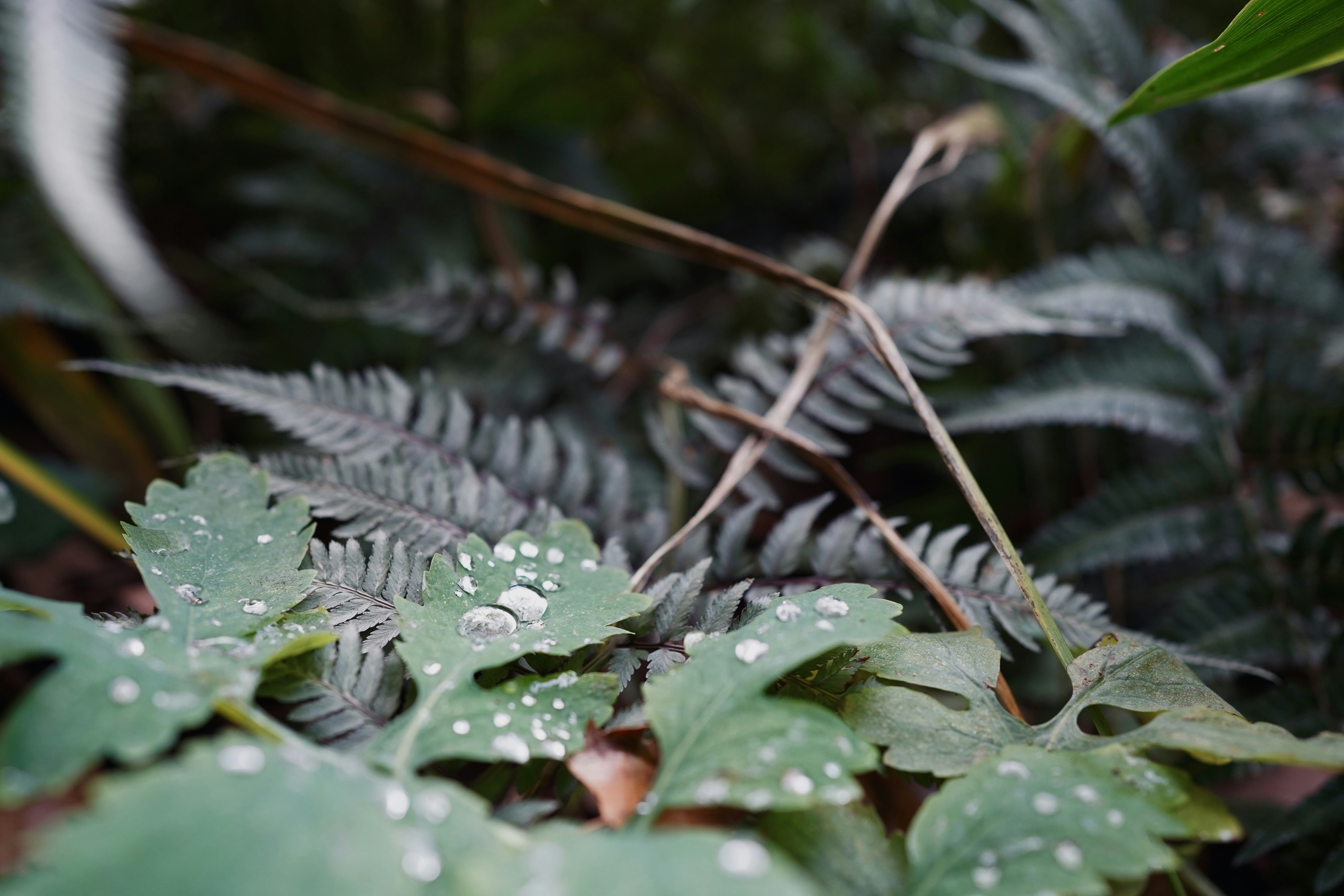 Dew-kissed Ferns in a Quiet Forest Bed