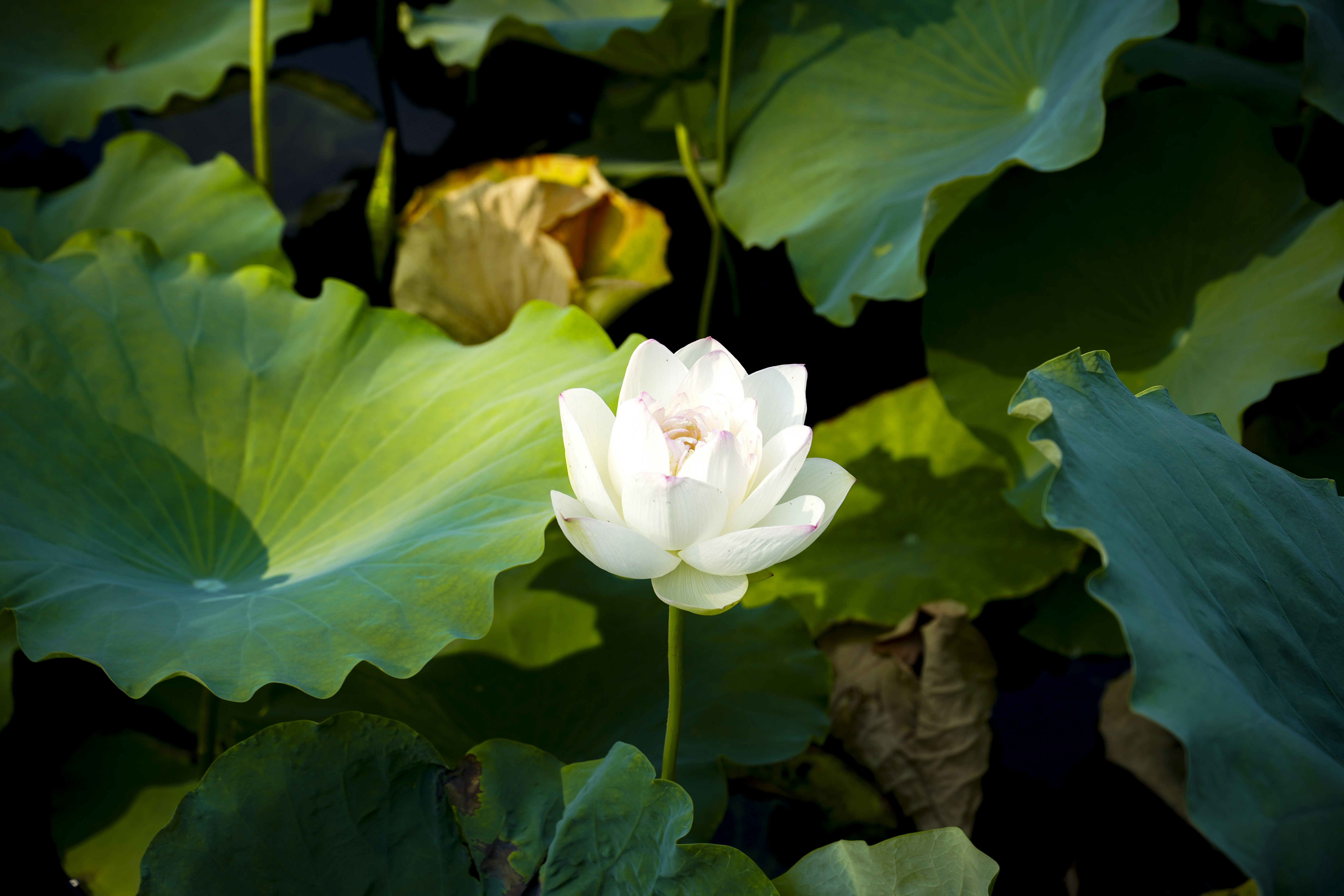 Lone Lotus Among Broad Green: A Quiet Petal Portrait