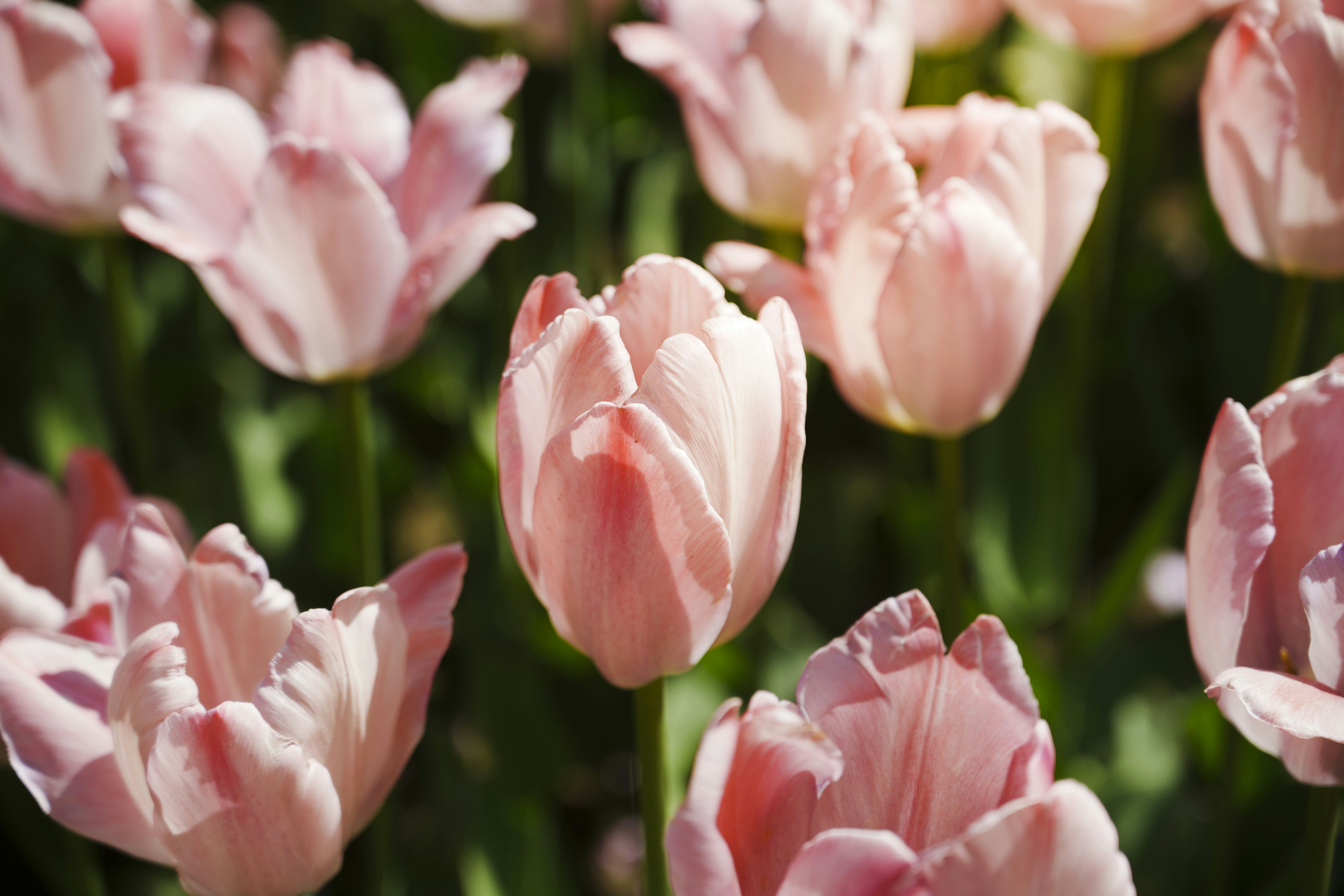 Soft Coral Chorus: A Patch of Blushing Tulips in Gentle Sun