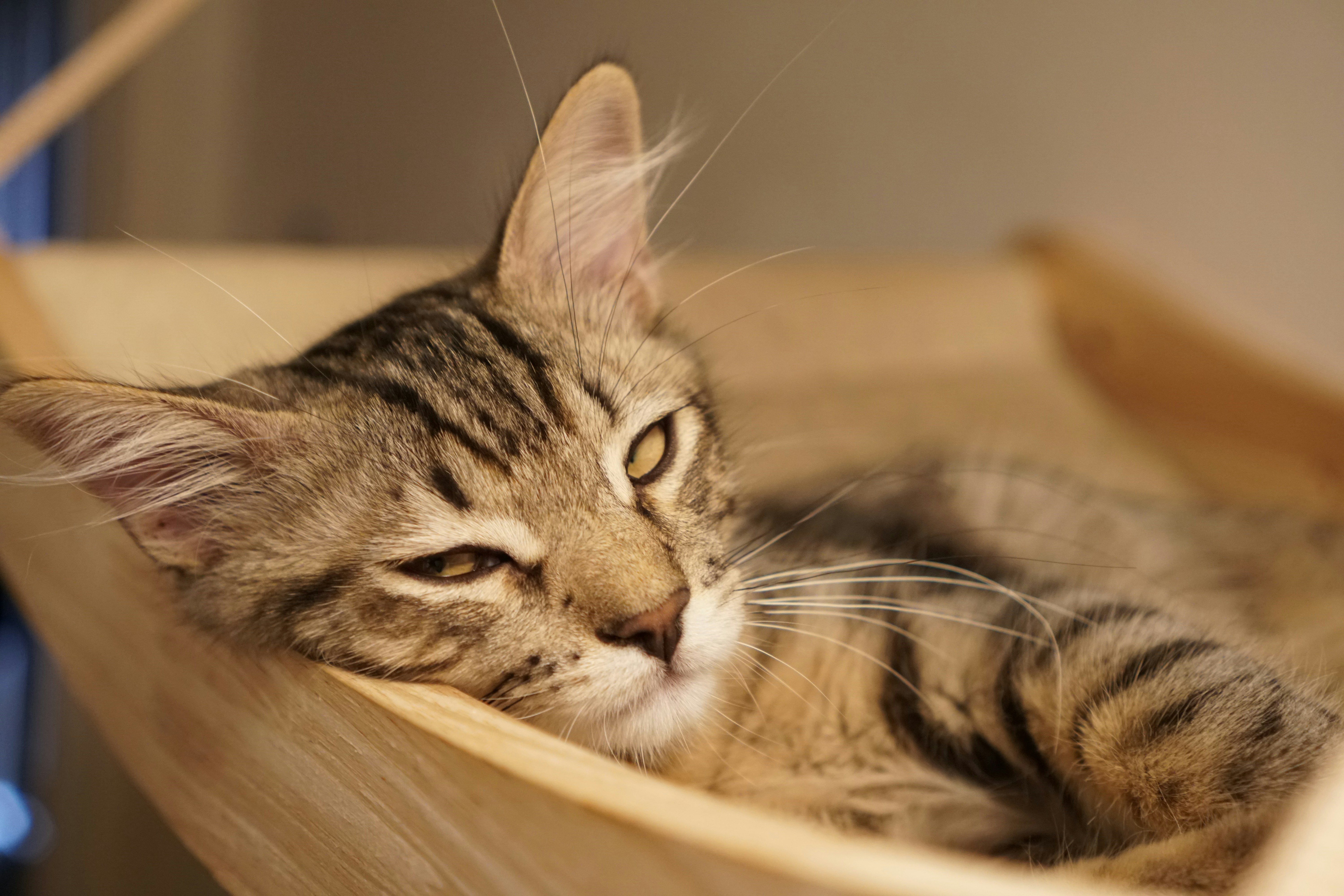 Cozy Catnap in a Wooden Bask