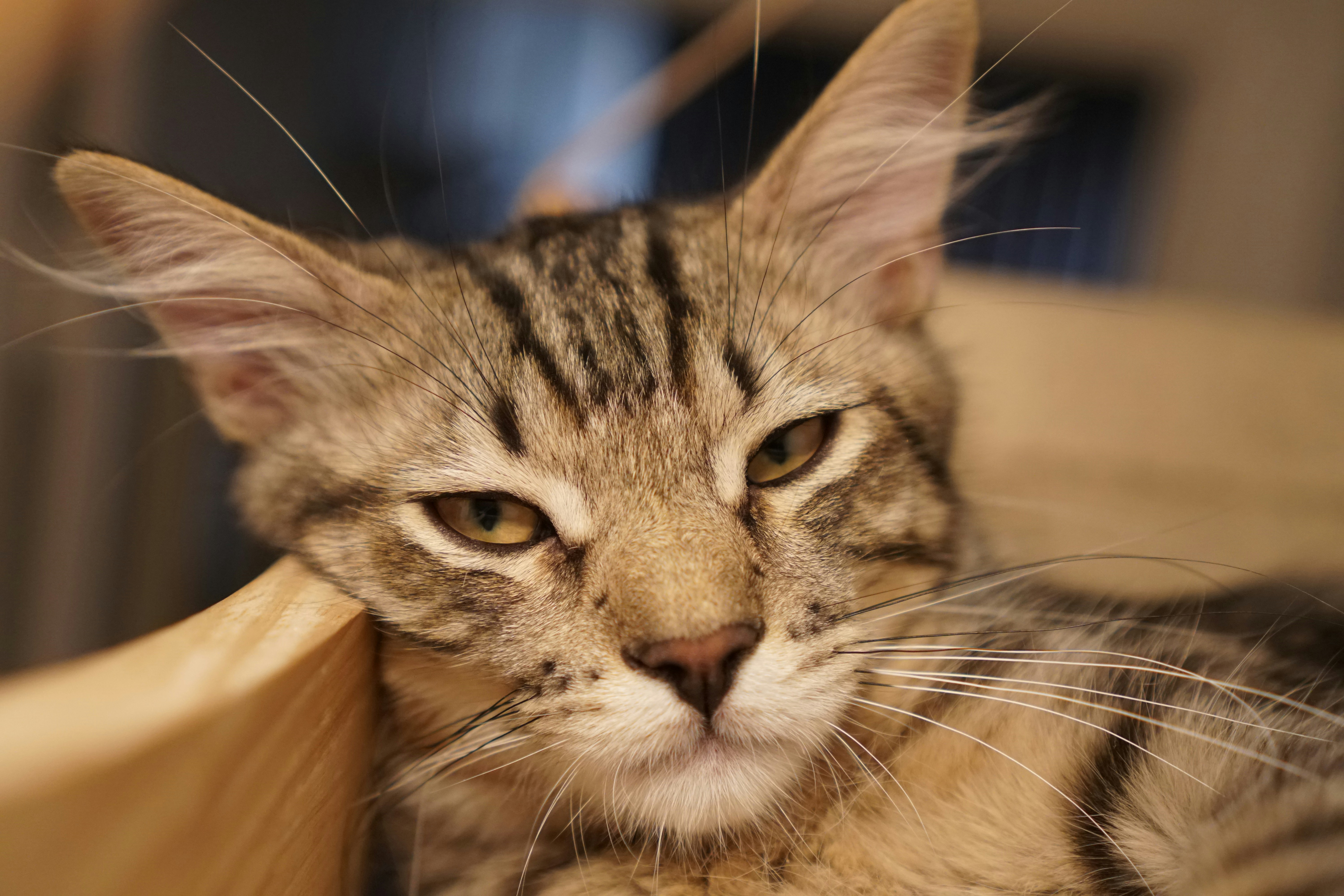 Close-up of a sleepy tabby cat resting its head on a wooden edge
