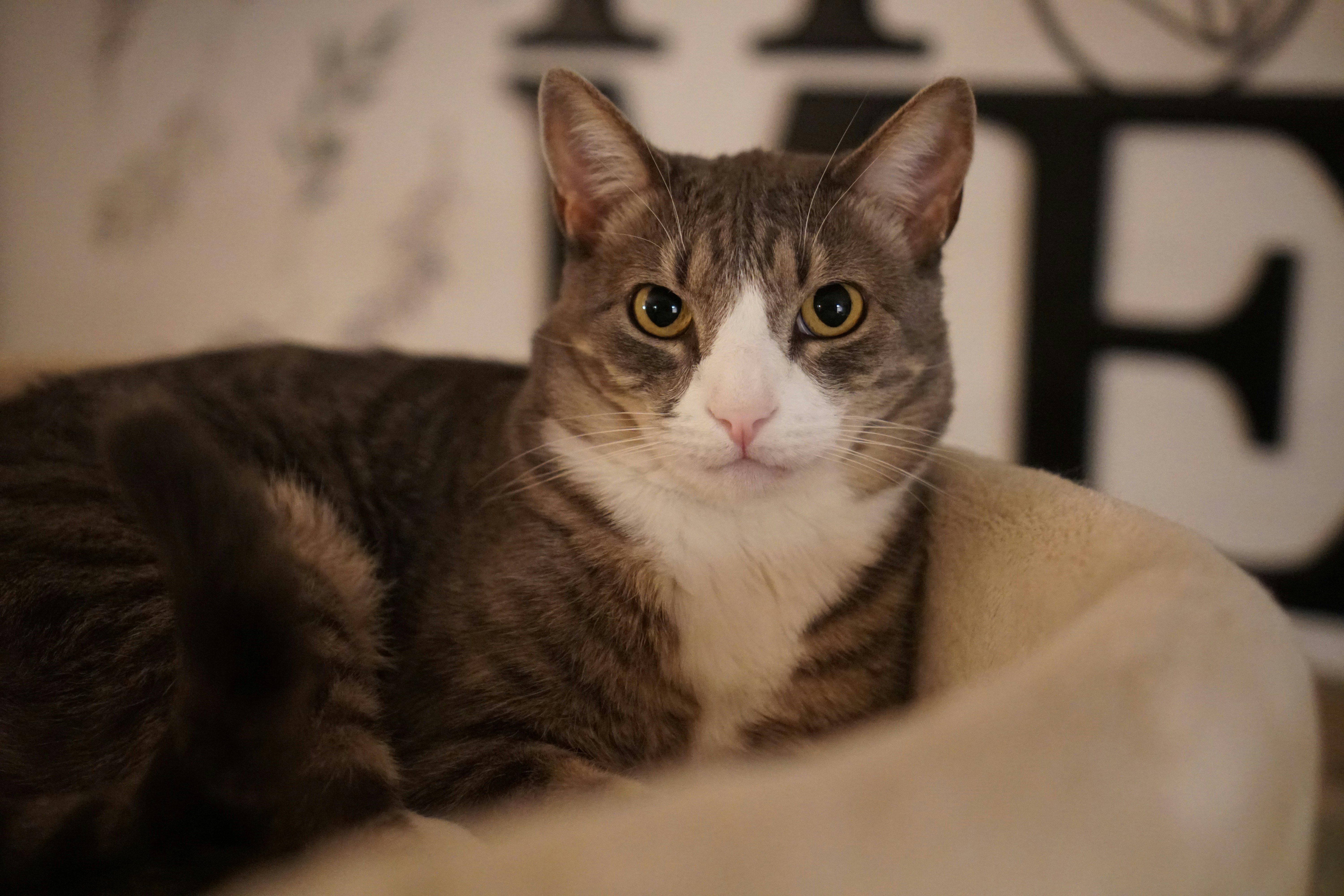 Close-Up of a Calm Cat Nestled in a Plush Bed