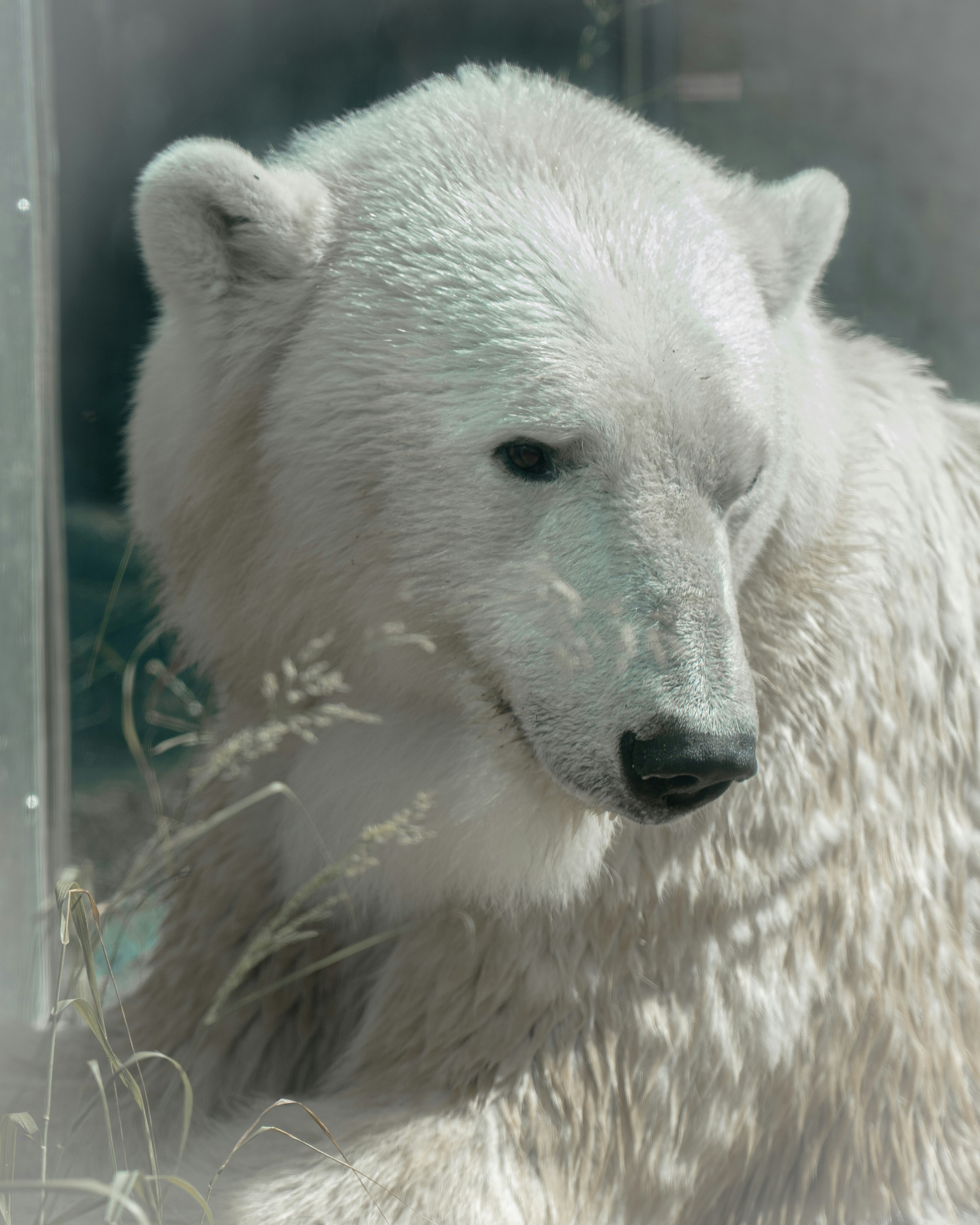 Polar Portrait in Glass Light