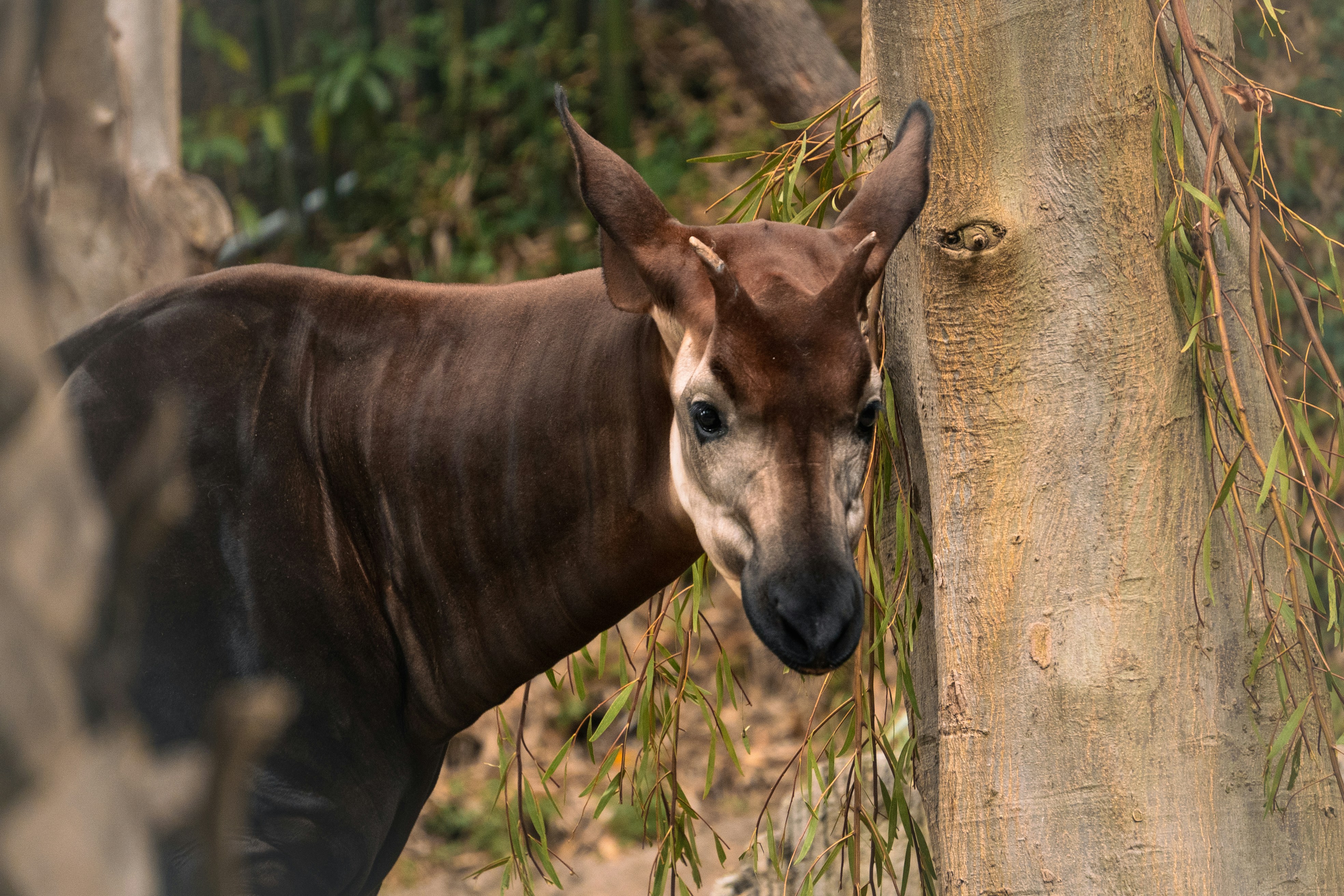Hidden-Among-Threads: A Dark-Brown Donkey Peeks from Between Trees