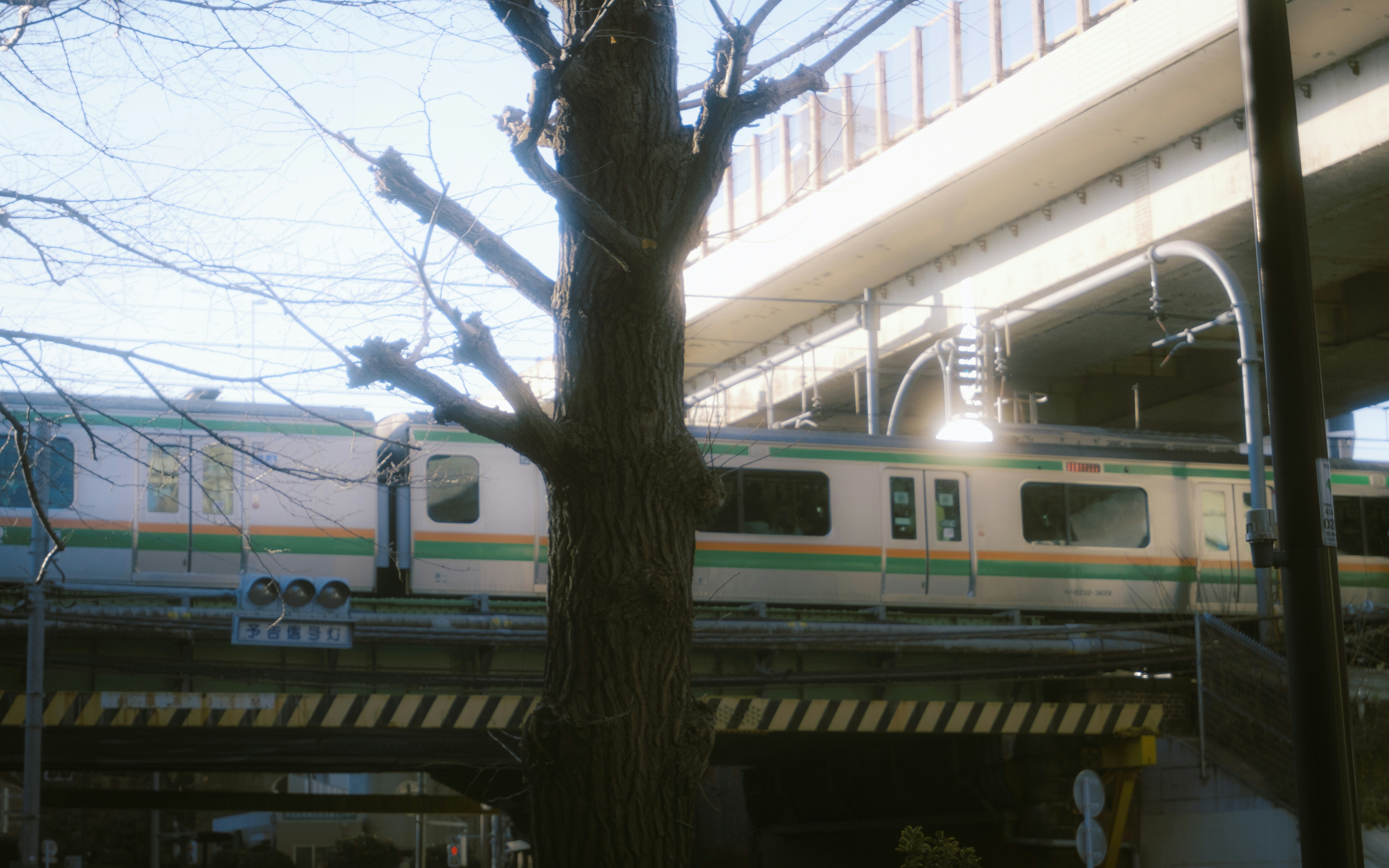 Train on a sunlit overpass framed by a bare-tree silhouette