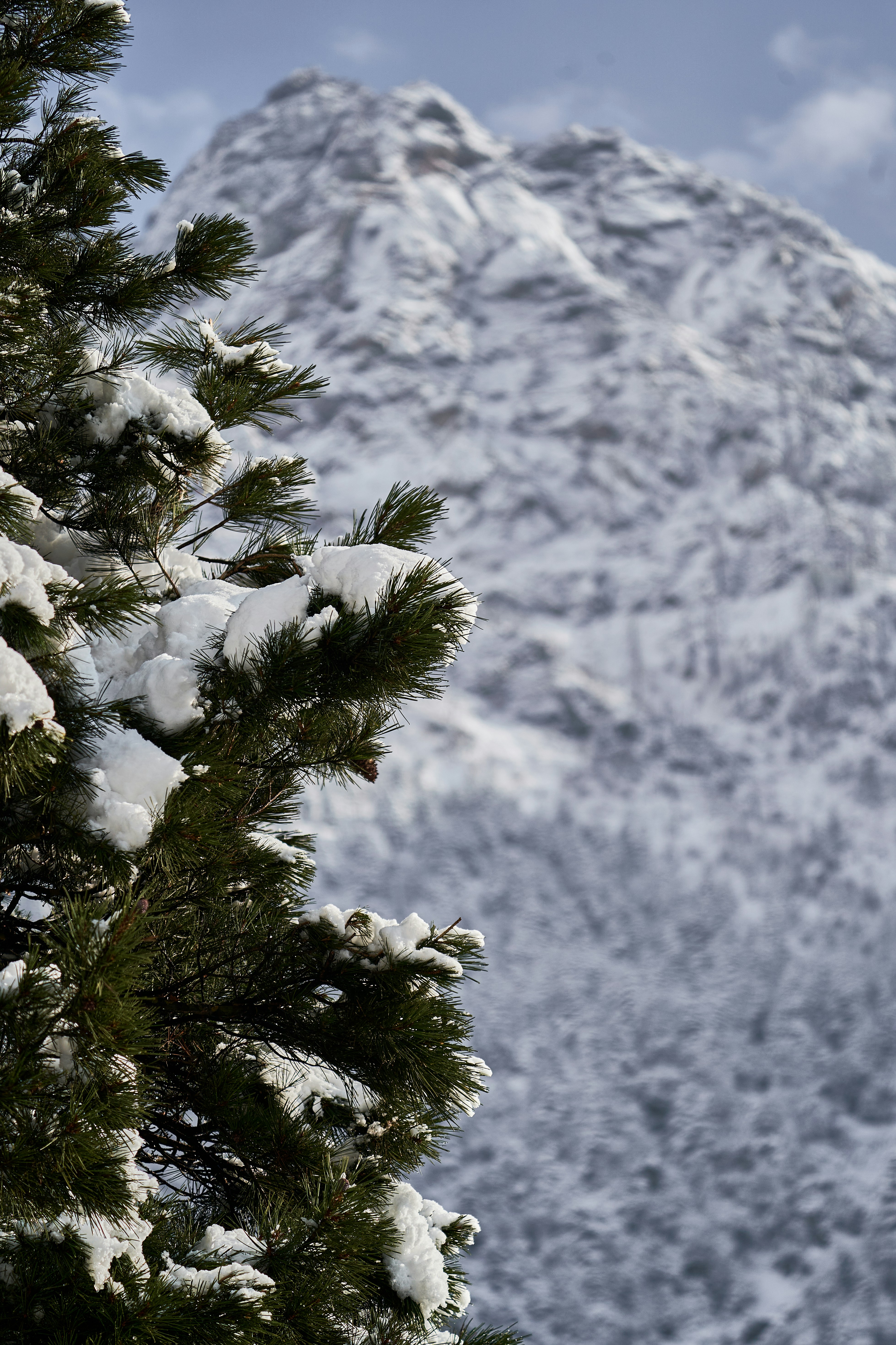 Snow-Crowned Pine Framing a Misty Alpine Peak