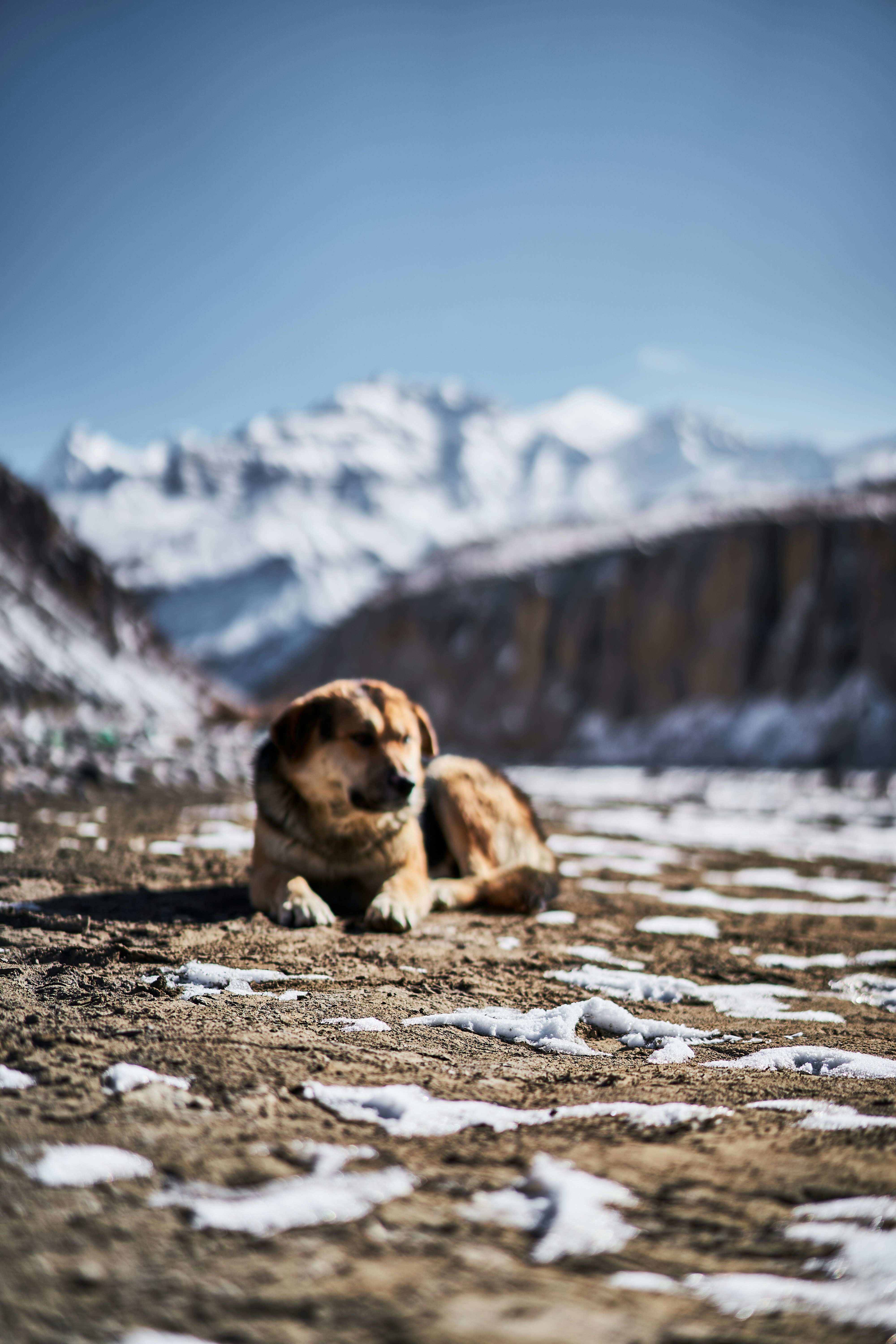 Low-angle Focus: A Herder Pup on Alpine Ground