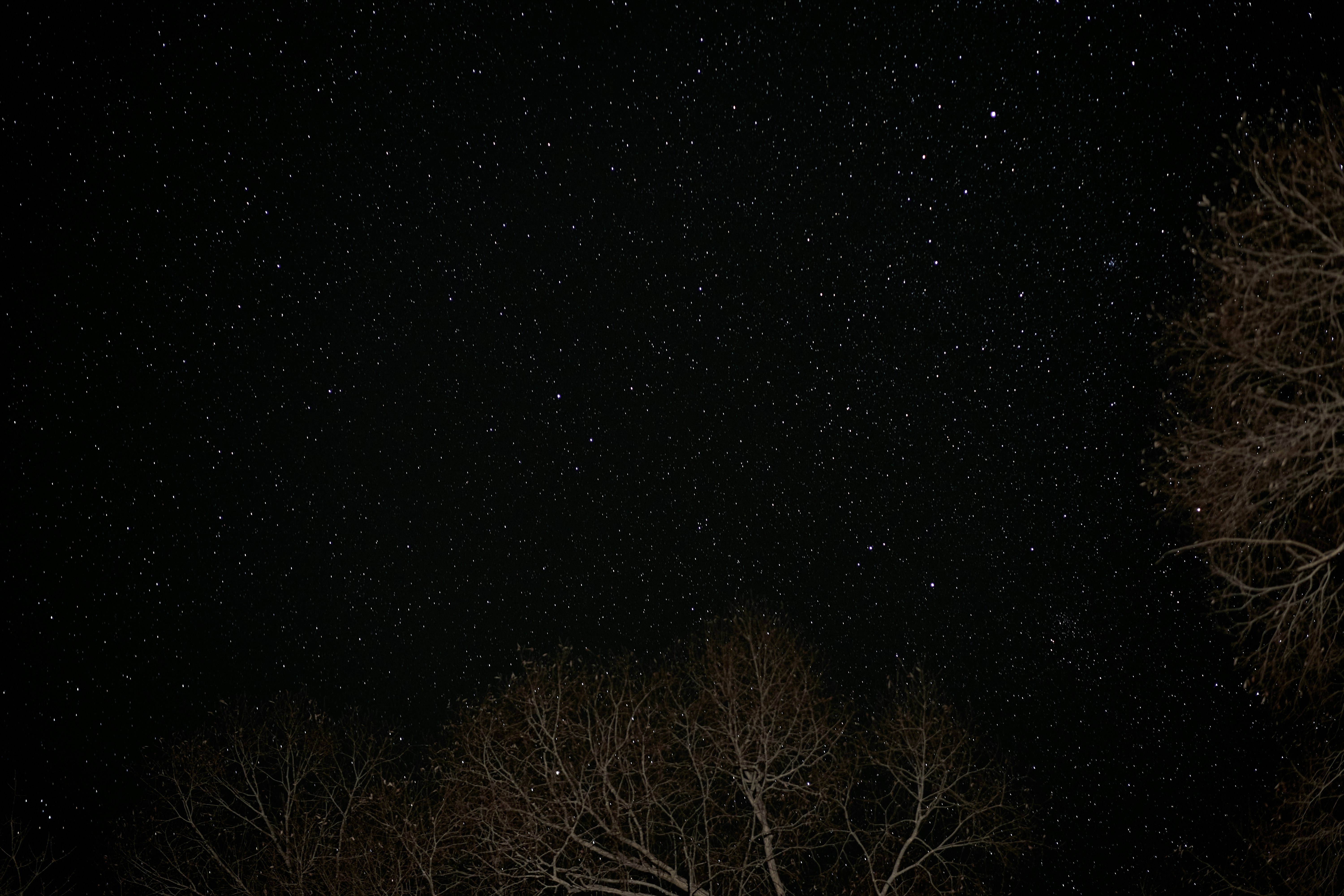 Night Sky Over the Winter Canopy