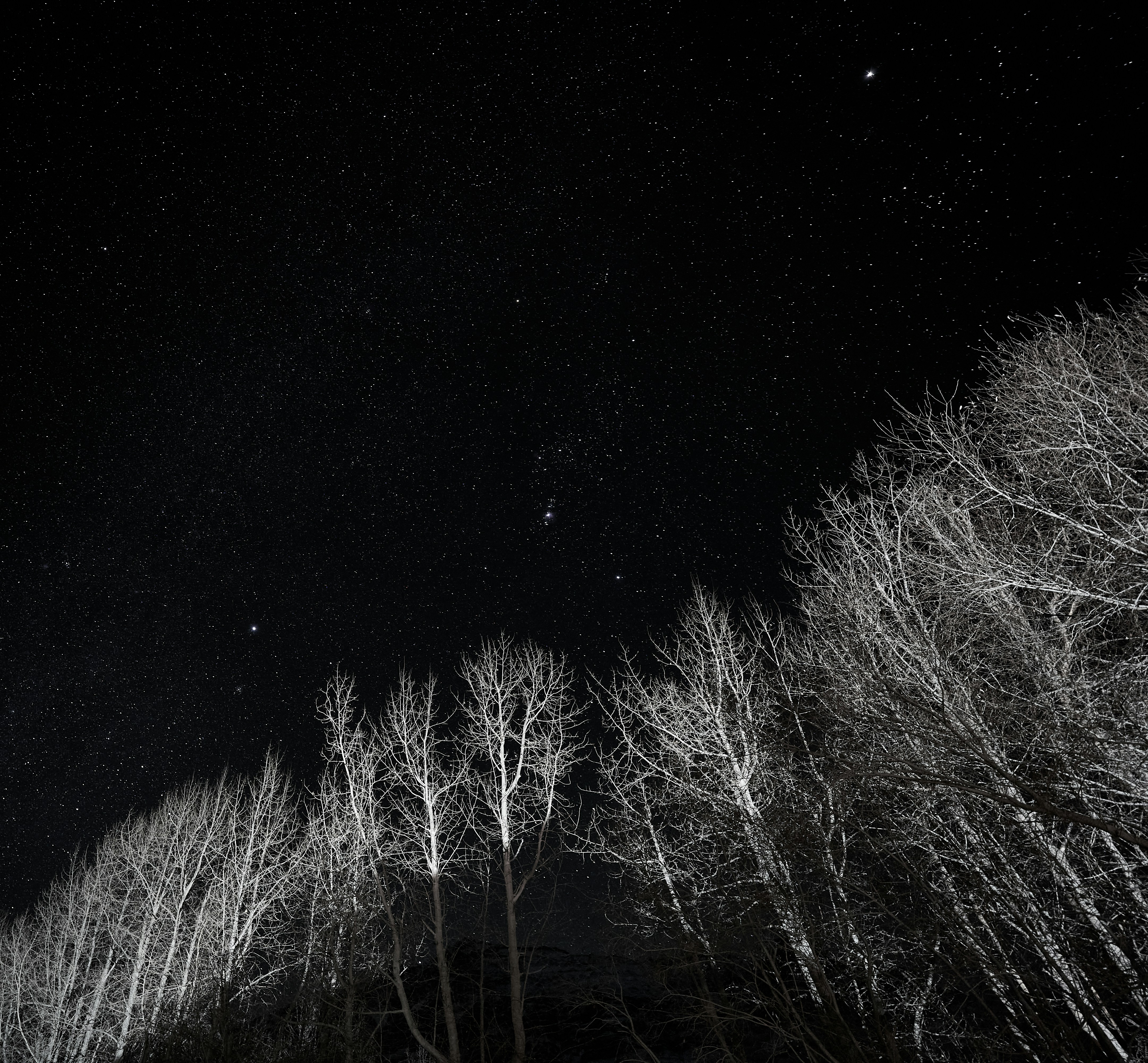 Nightfall Silence: Snow-White Trees Beneath a Star-Flecked Sky