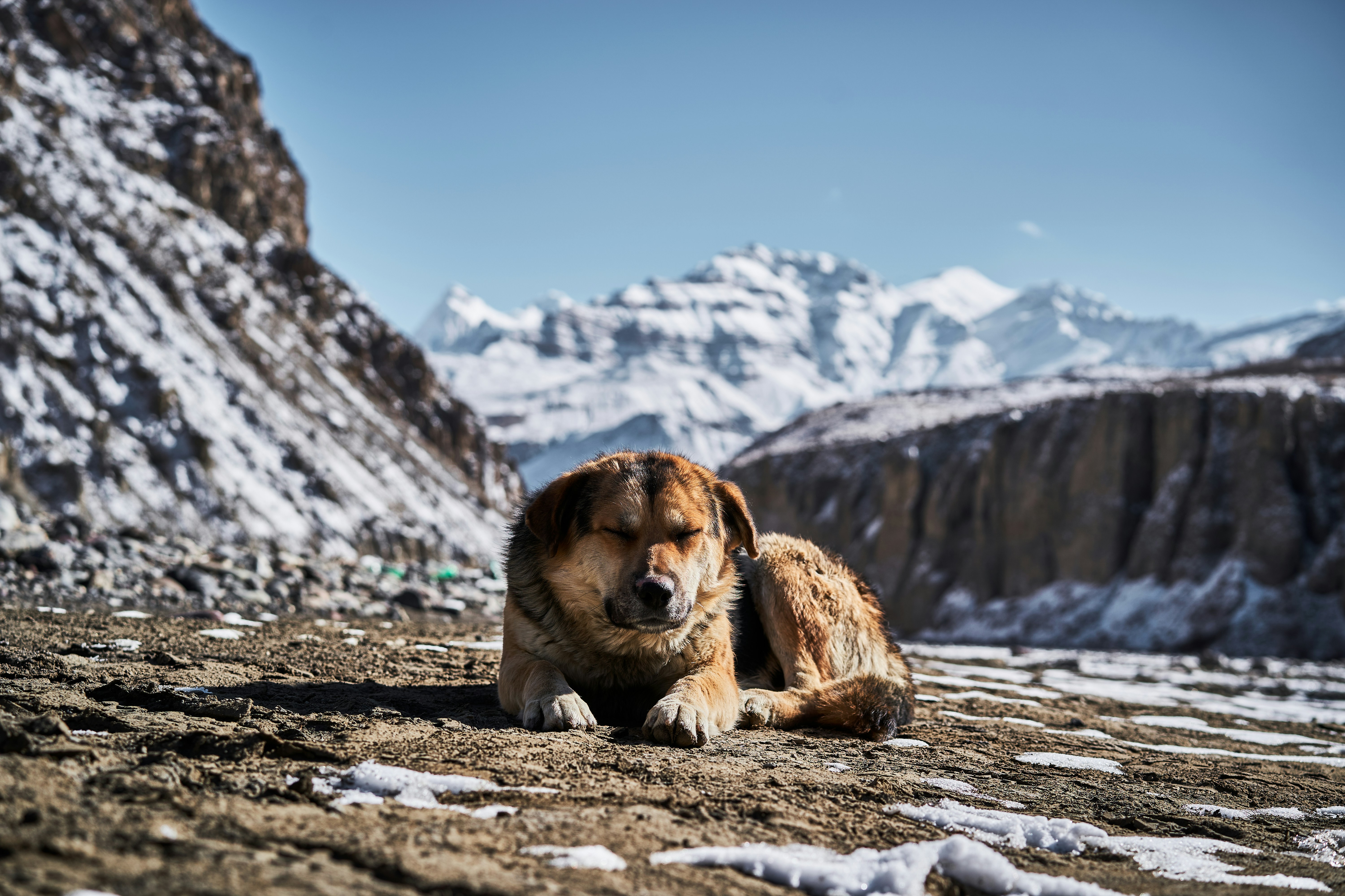 Winter Rest by the Frozen Ridge