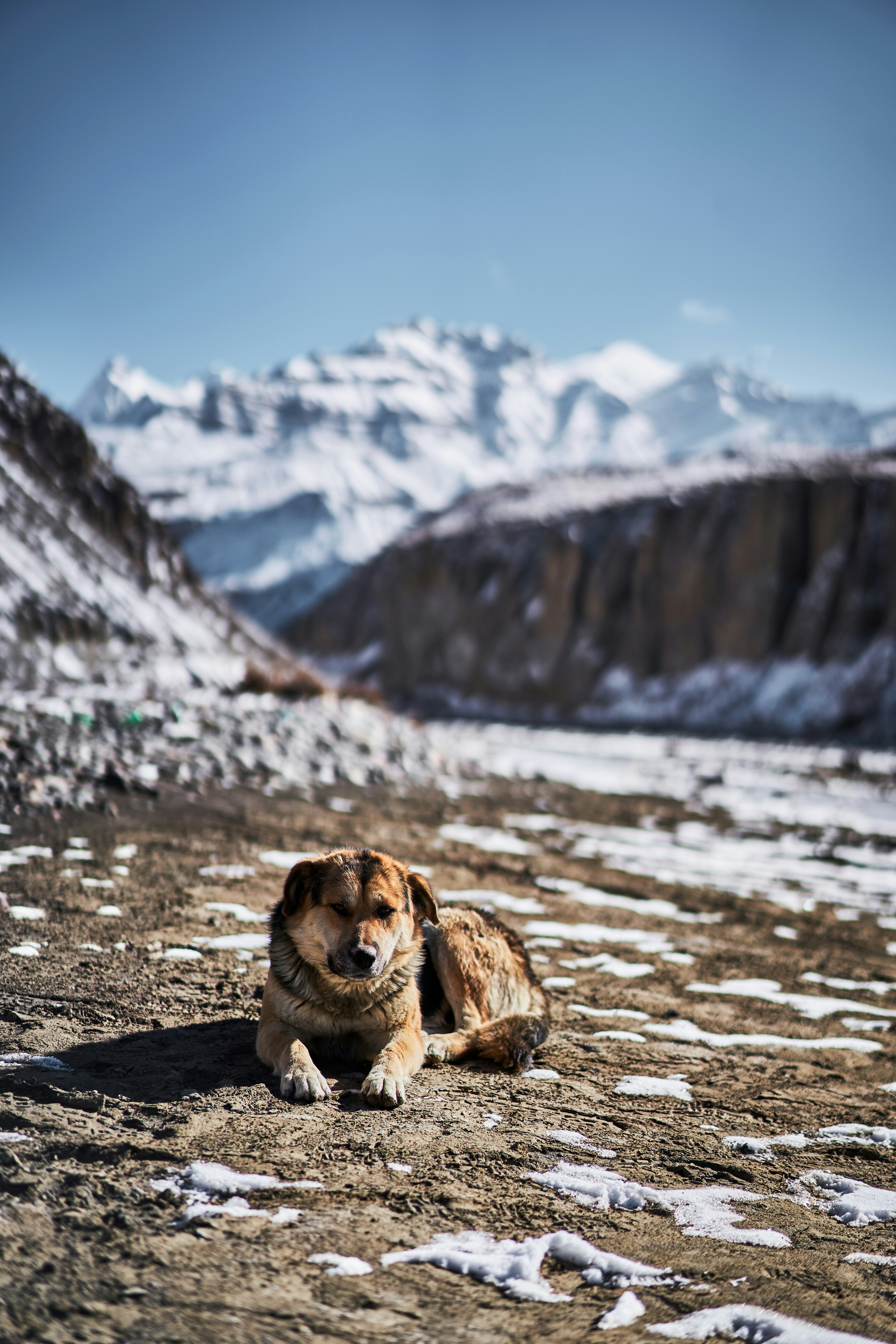 Low-Creeze Canine in a Snow-Kissed Alpine Basin