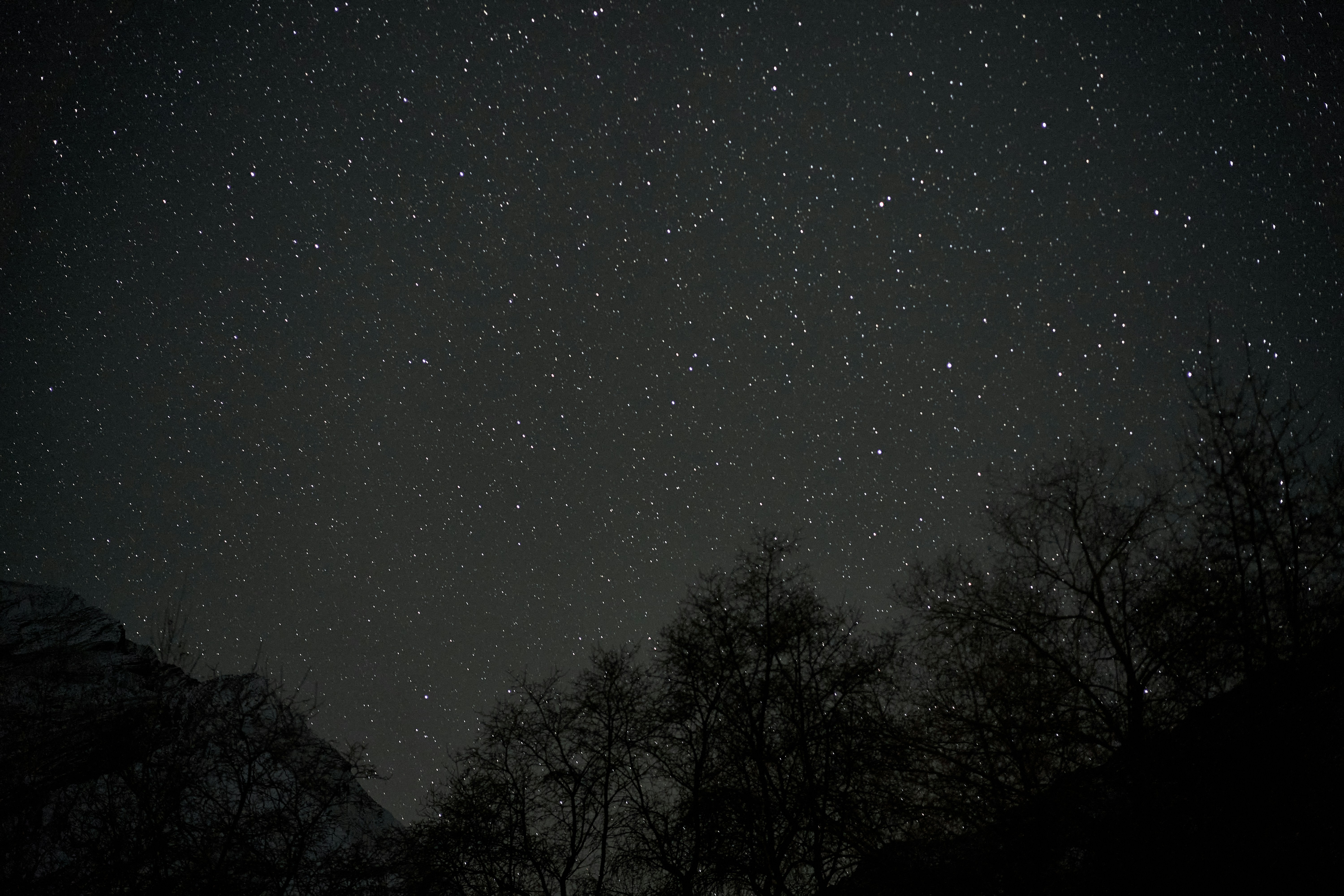 Stellar Veil Over Silent Pines